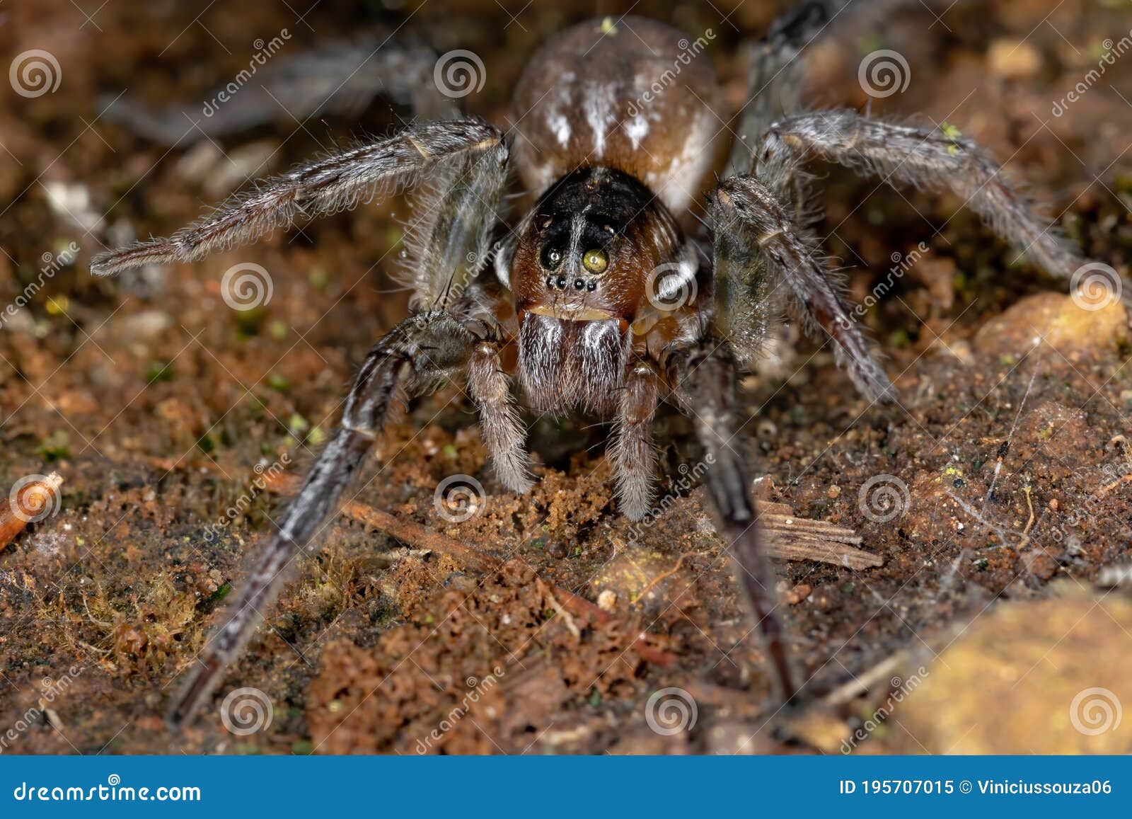 Wolf Spider stock image. Image of green, invertebrate - 195707015