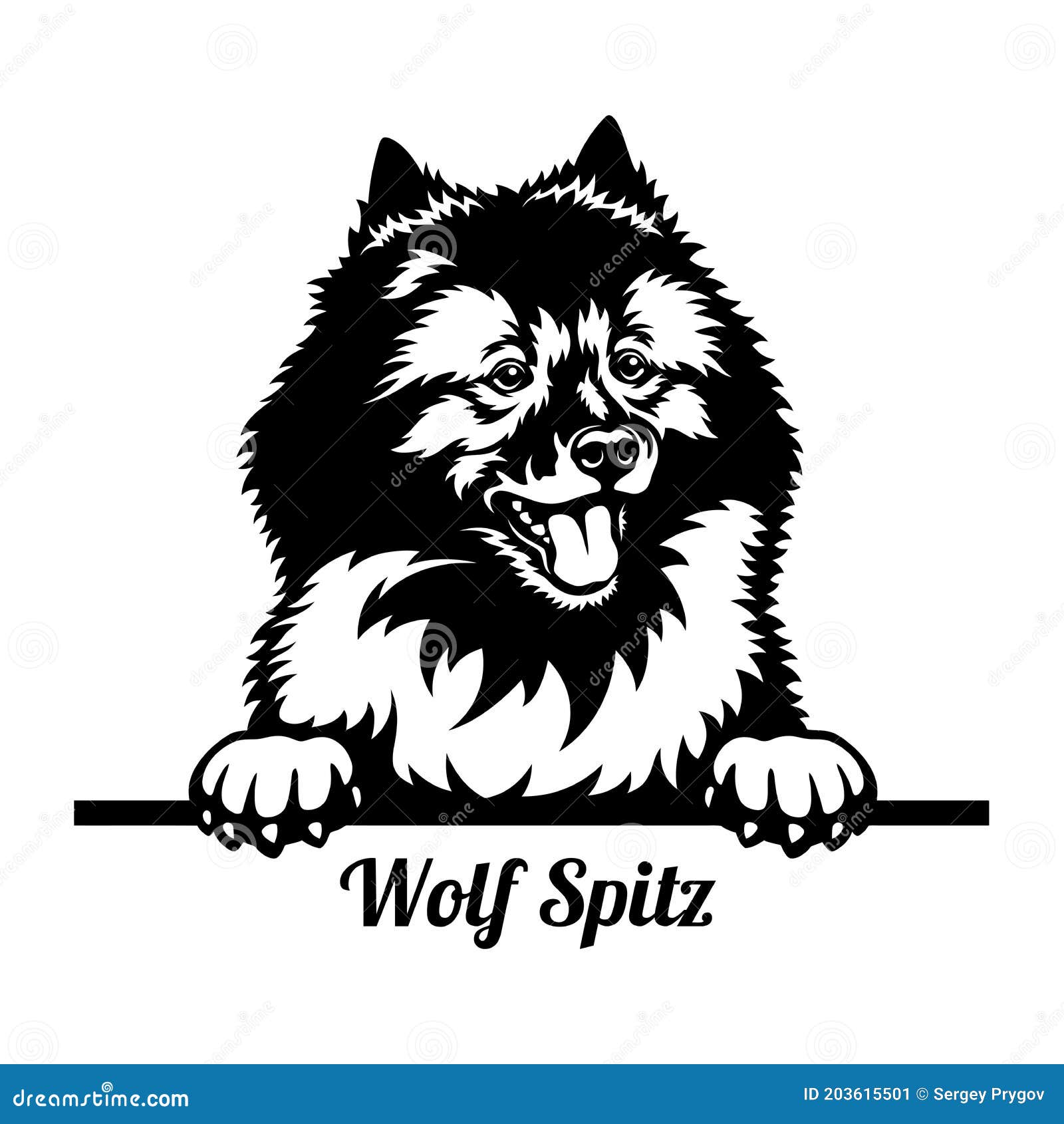 Wolf Spitz . A Portrait Of A Purebred Male Keeshond German Wolfspitz ...