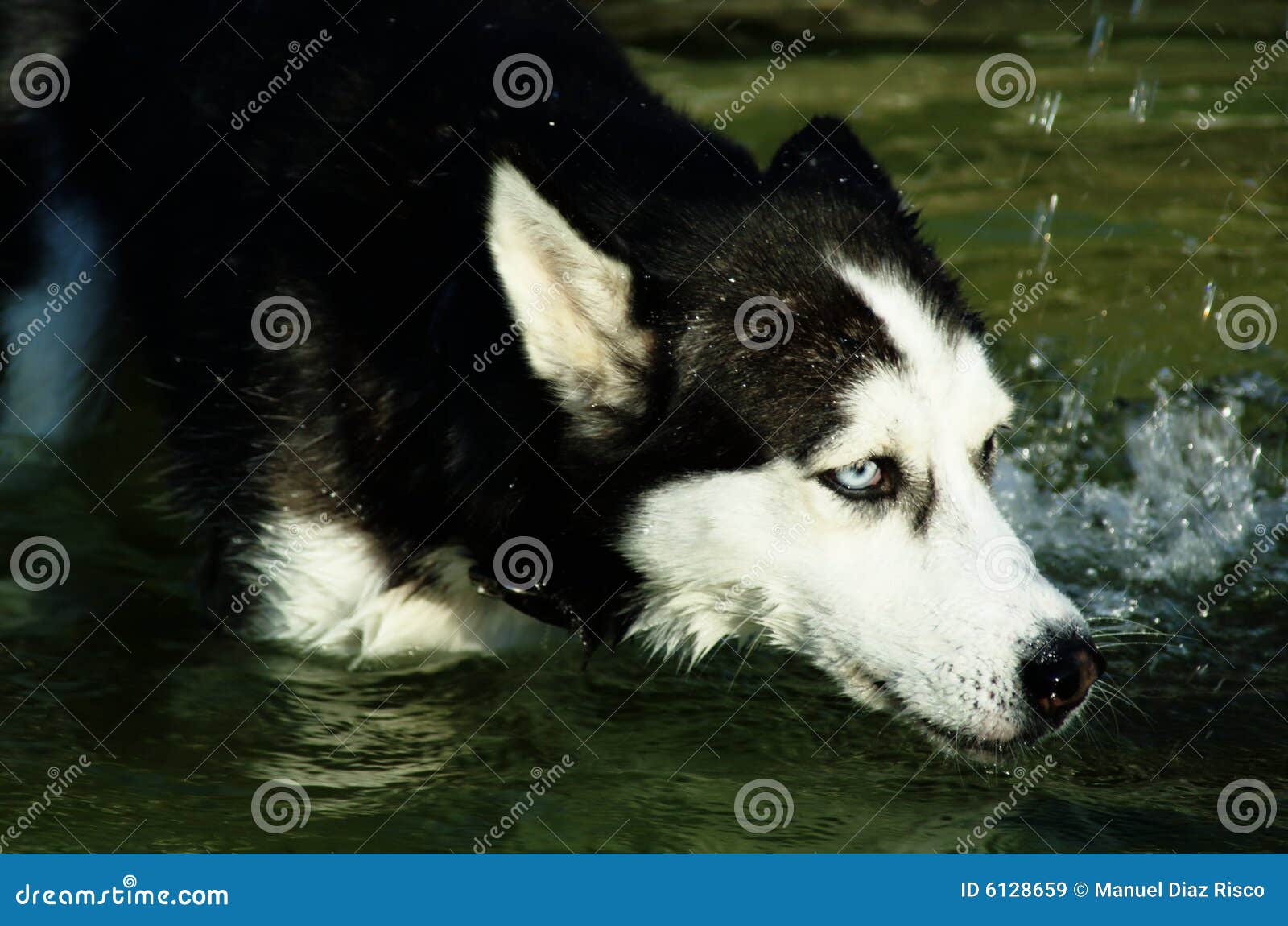 Wolf In A Spring Picture. Image: 6128659