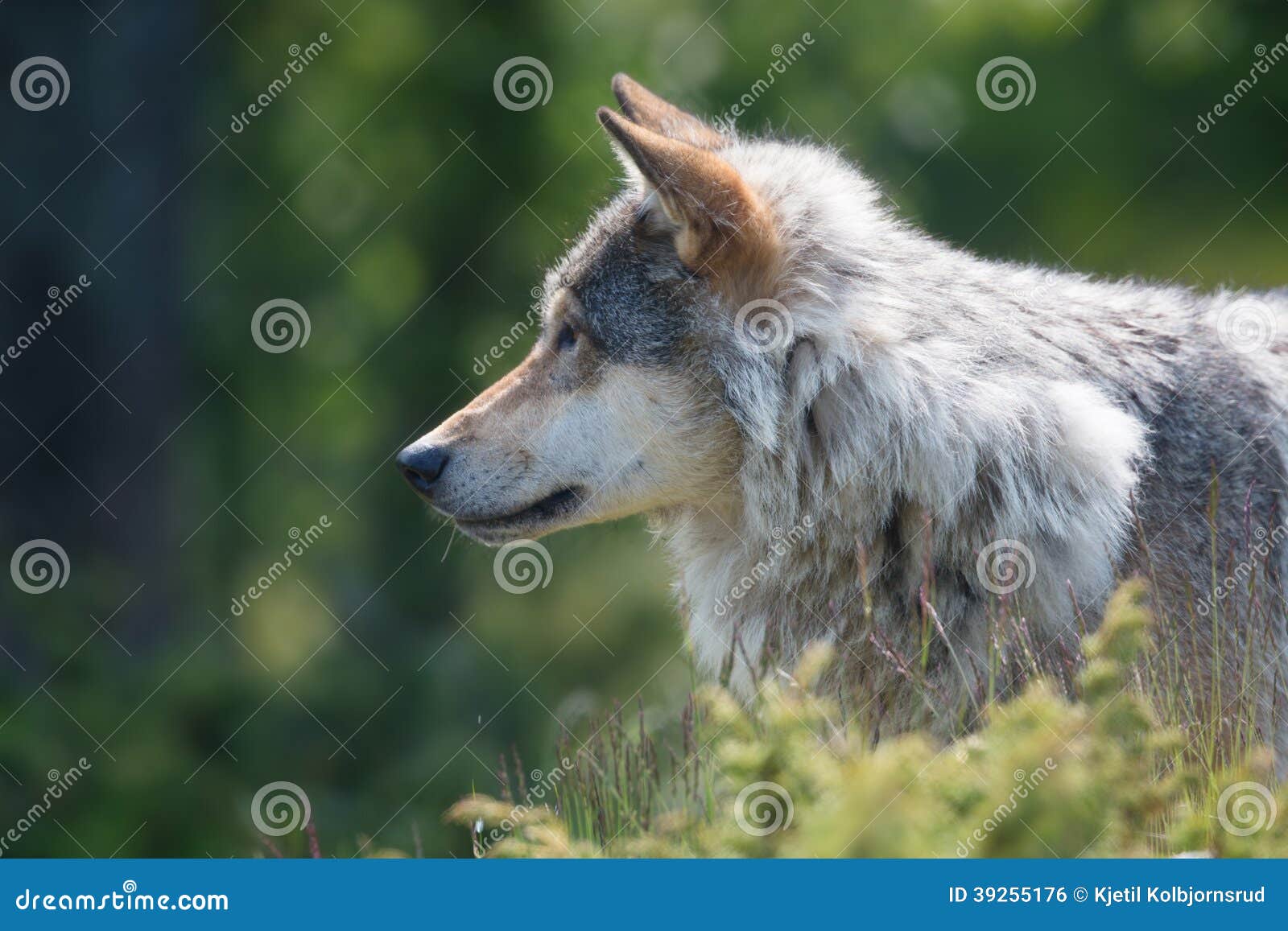 Wolf Stalking in the Forest Stock Photo - Image of summer, peninsula ...