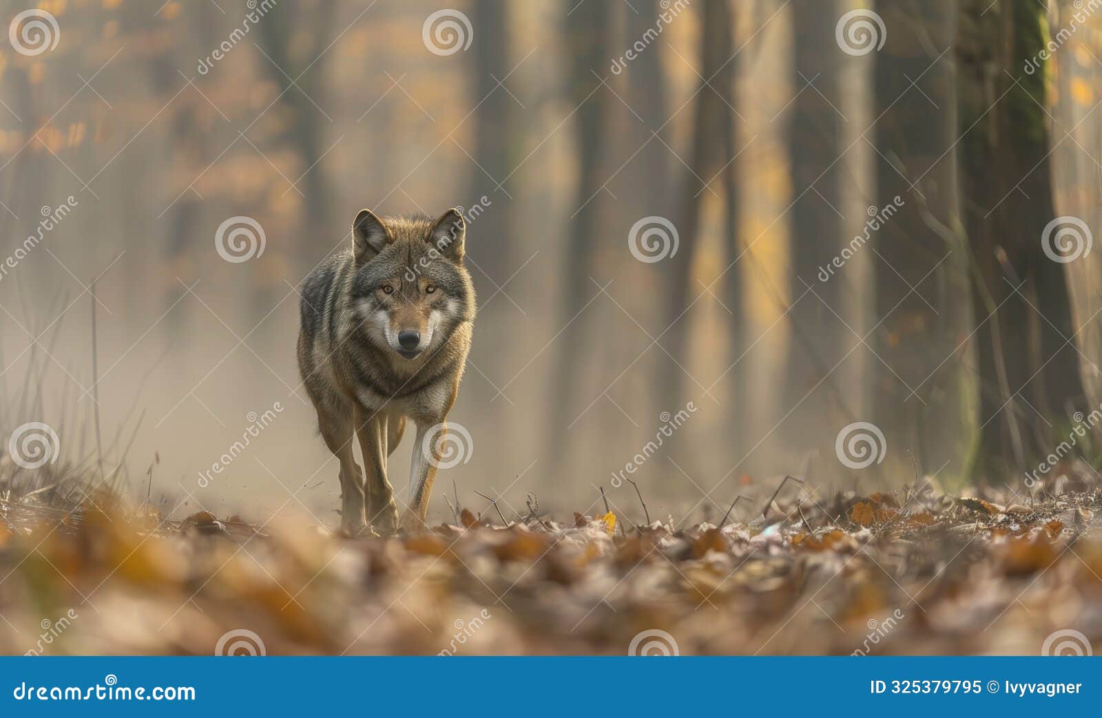 Wolf Stalking Prey in the Forest Stock Image - Image of snow, wolf ...