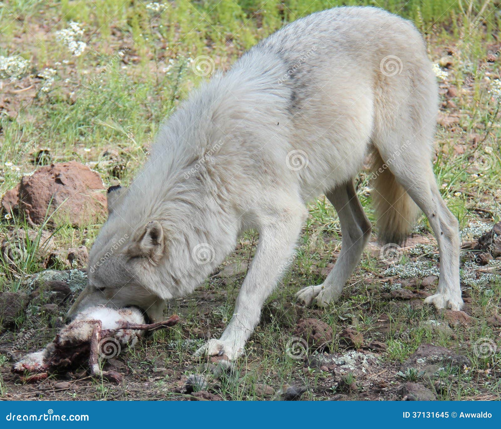 Wolf Standing Eating a Rabbit Stock Image - Image of regal, nose: 37131645