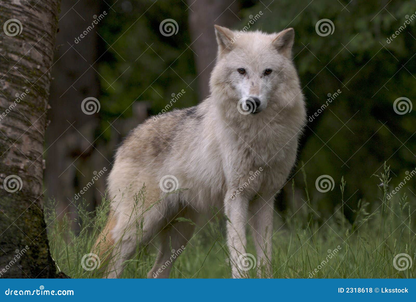 Wolf Standing In Forest Royalty Free Stock Photos - Image: 2318618