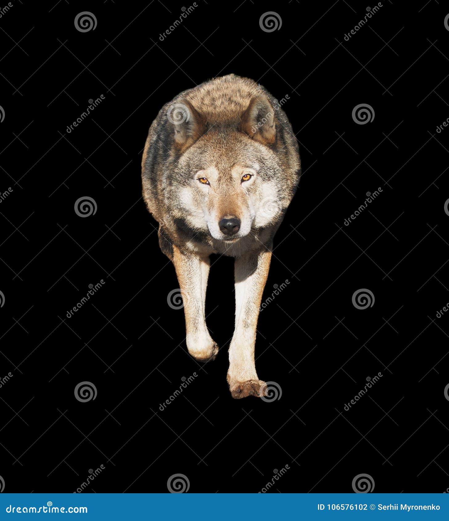 Wolf Standing Grey Full Size Cute Stock Photo - Image of great, length ...