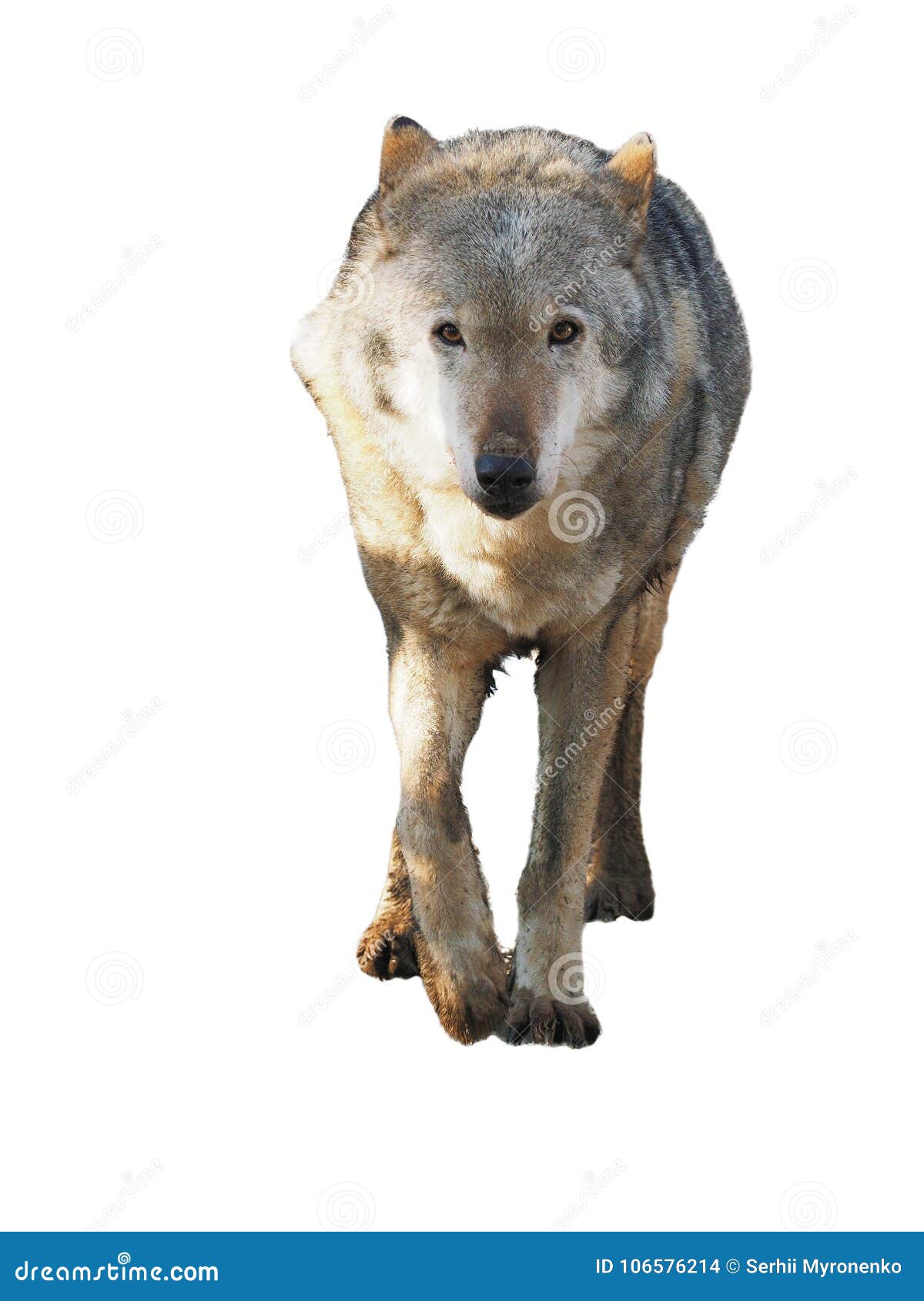 Wolf Standing Grey Full Size Cute Stock Photo - Image of beast, danger ...