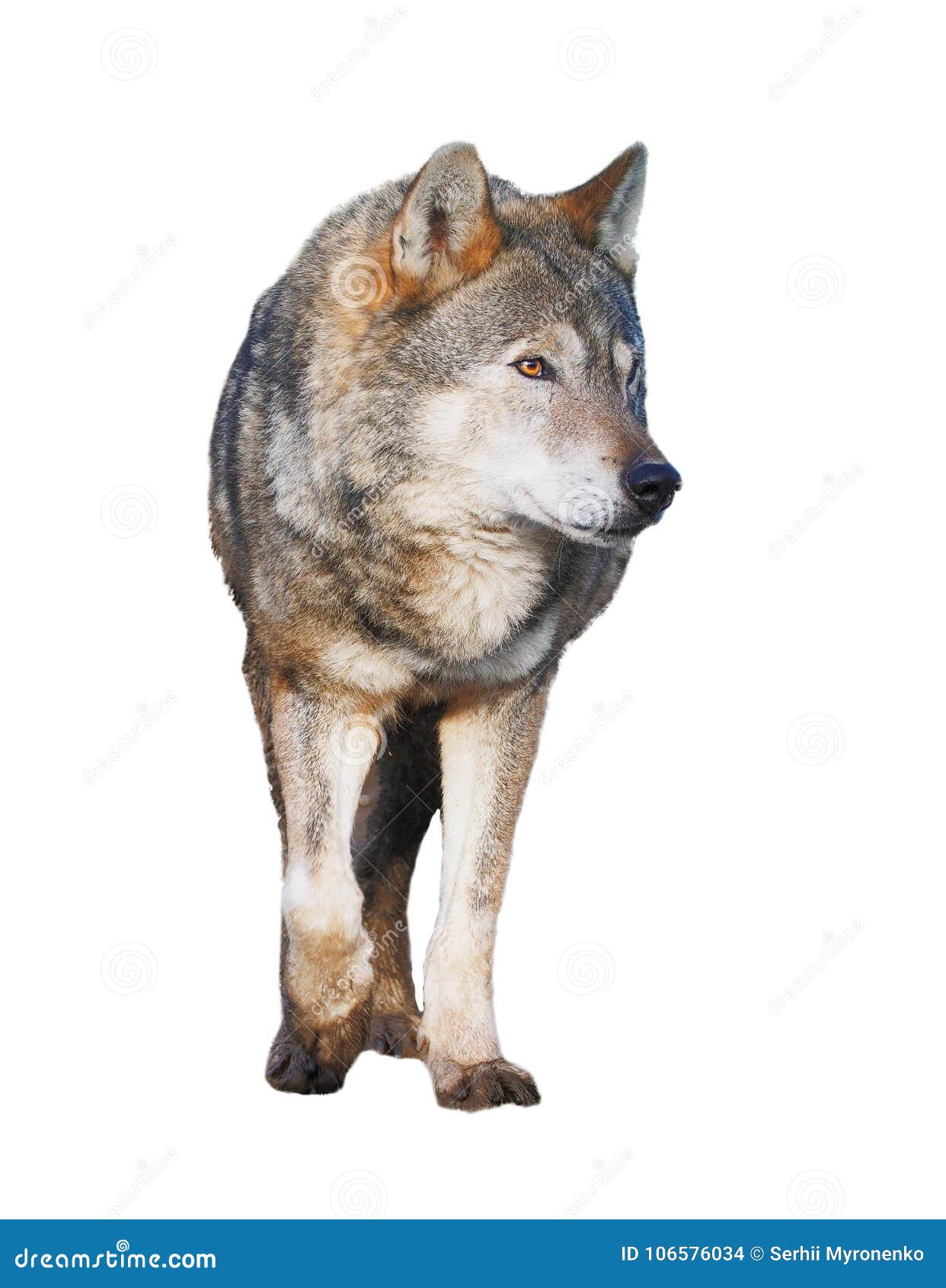 Wolf Standing Grey Full Size Cute Stock Photo - Image of horrific ...
