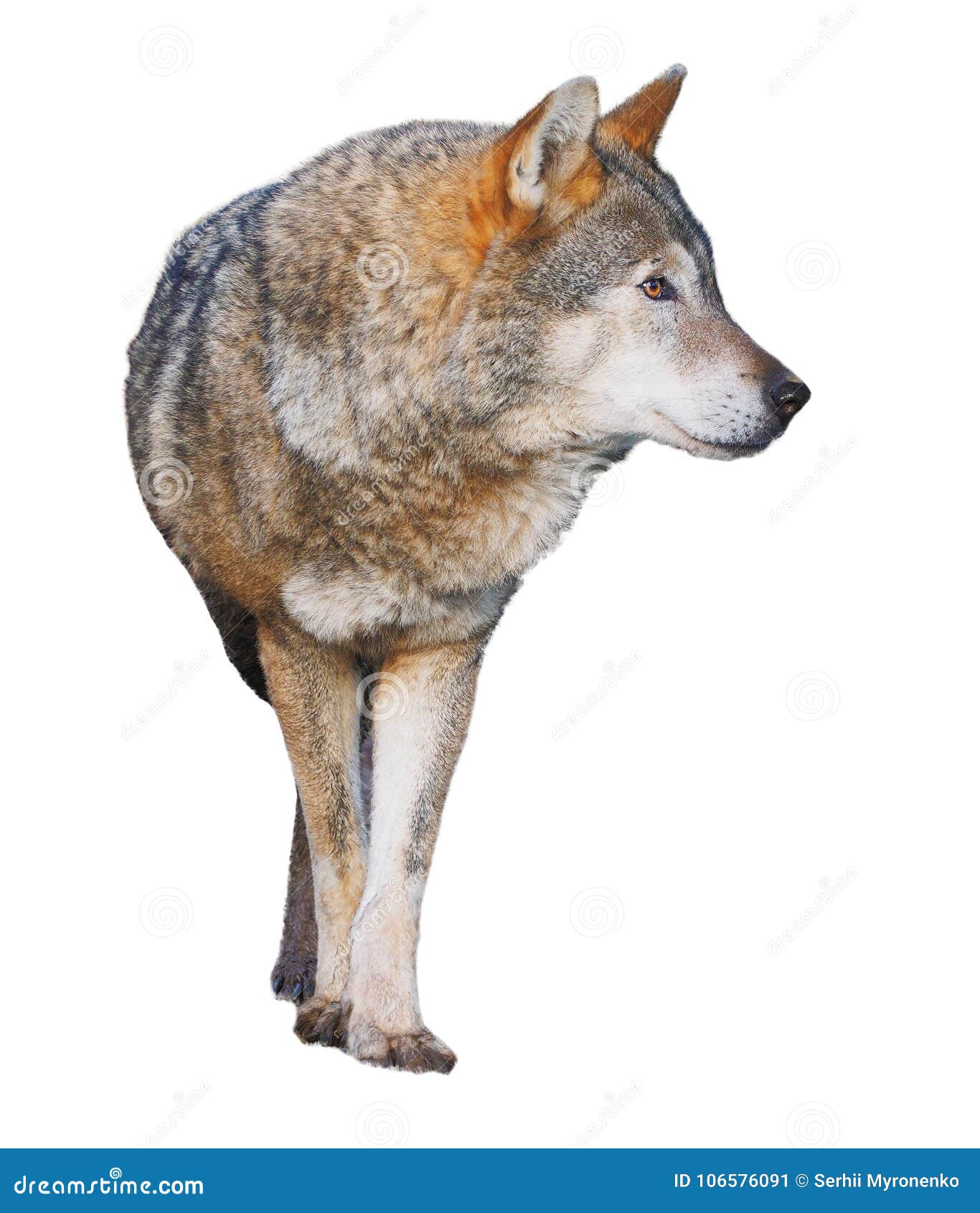 Wolf Standing Grey Full Size Cute Stock Image - Image of animal, lupus ...