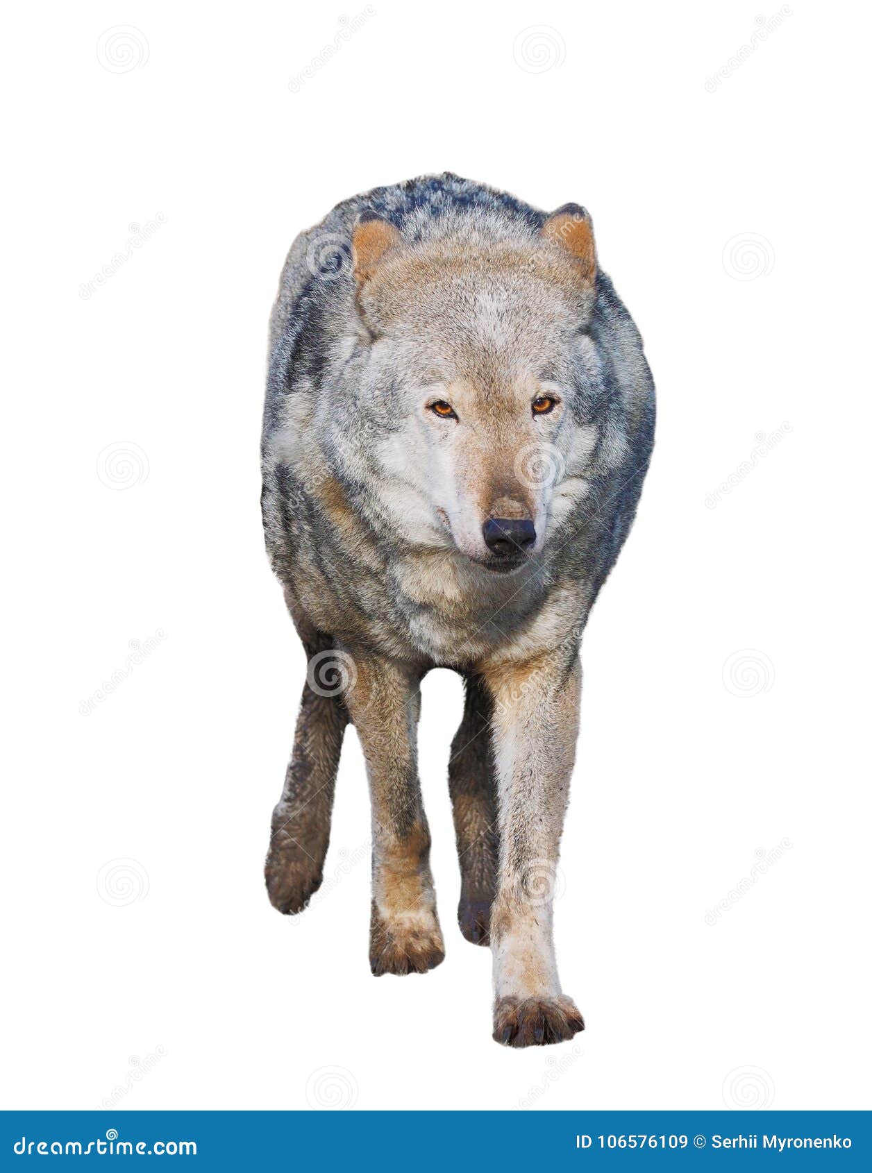 Wolf Standing Grey Full Size Cute Stock Image - Image of canis ...