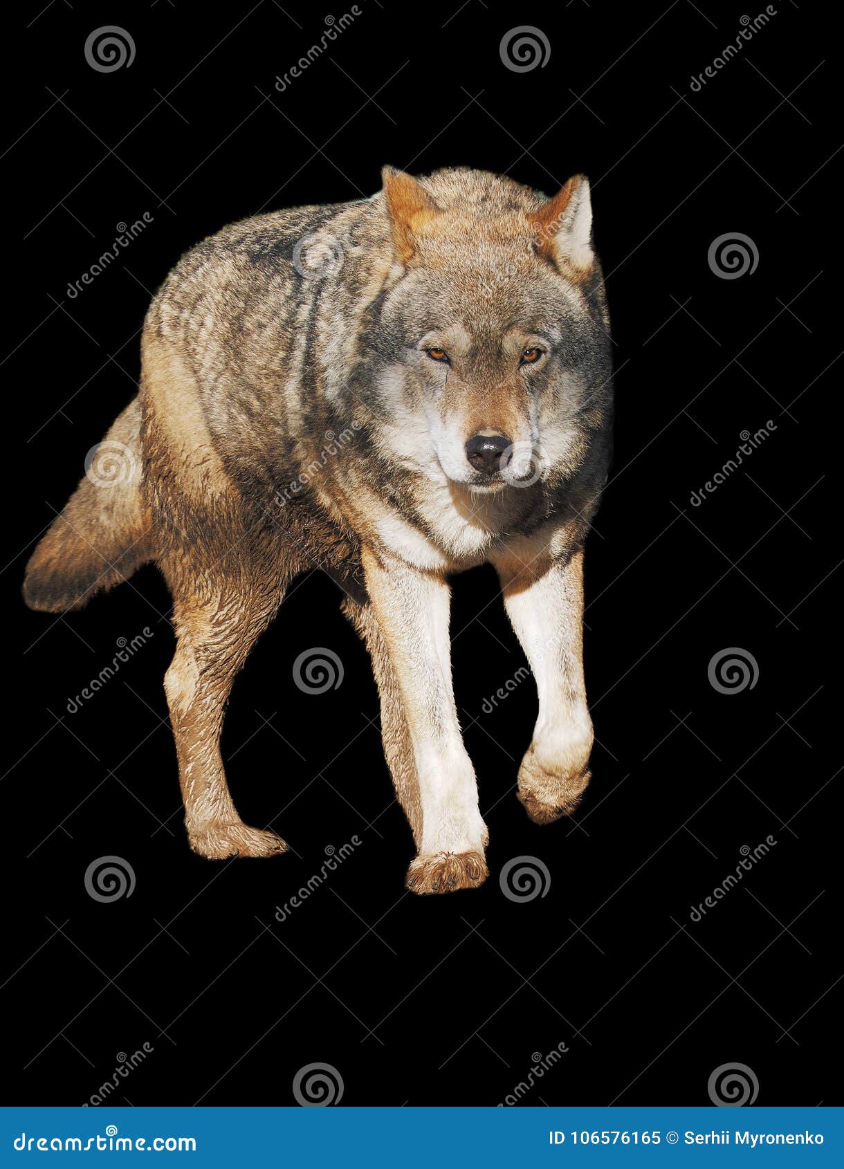 Wolf Standing Grey Full Size Cute Stock Image - Image of carnivore ...