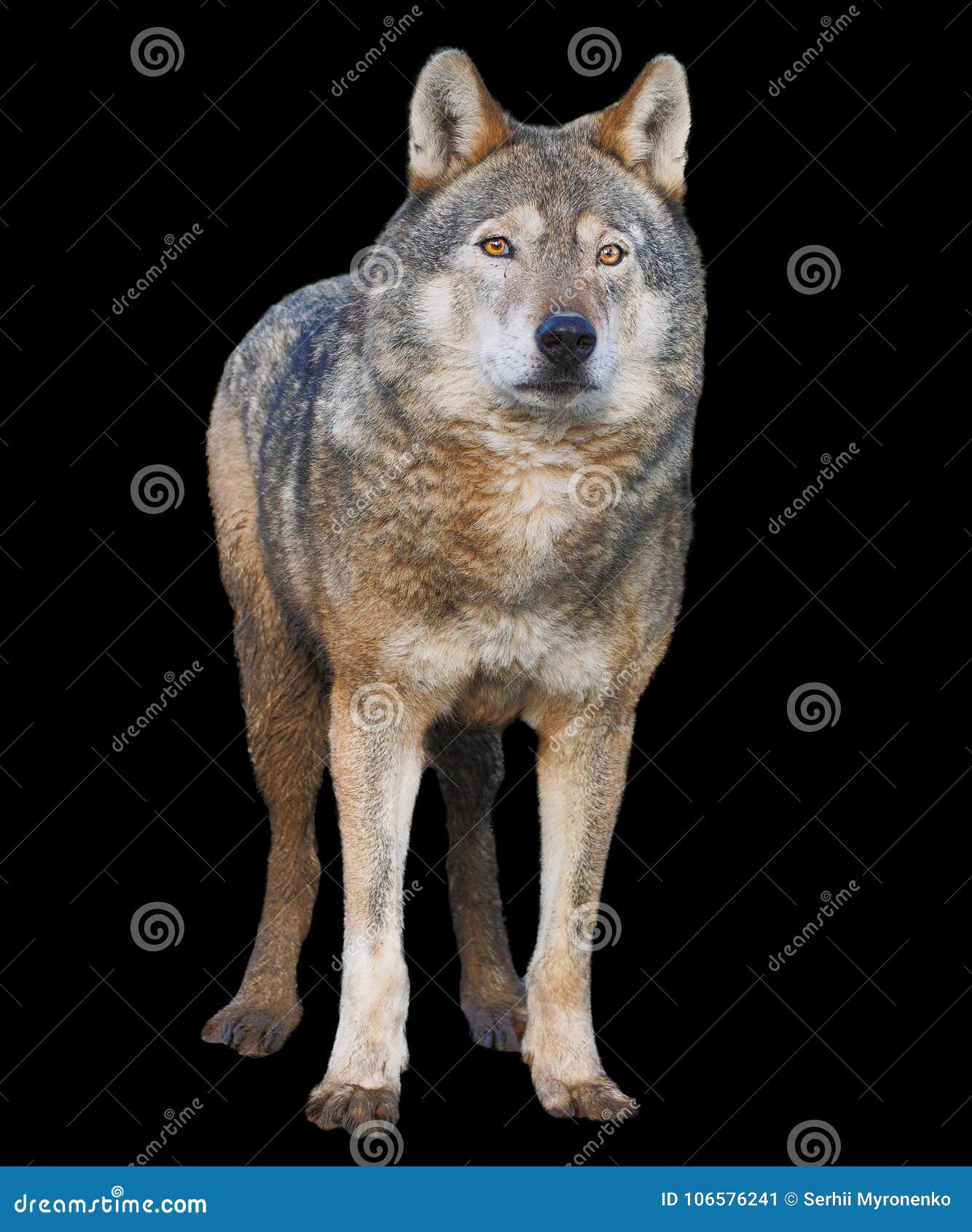 Wolf Standing Grey Full Size Cute Stock Image - Image of full, beast ...