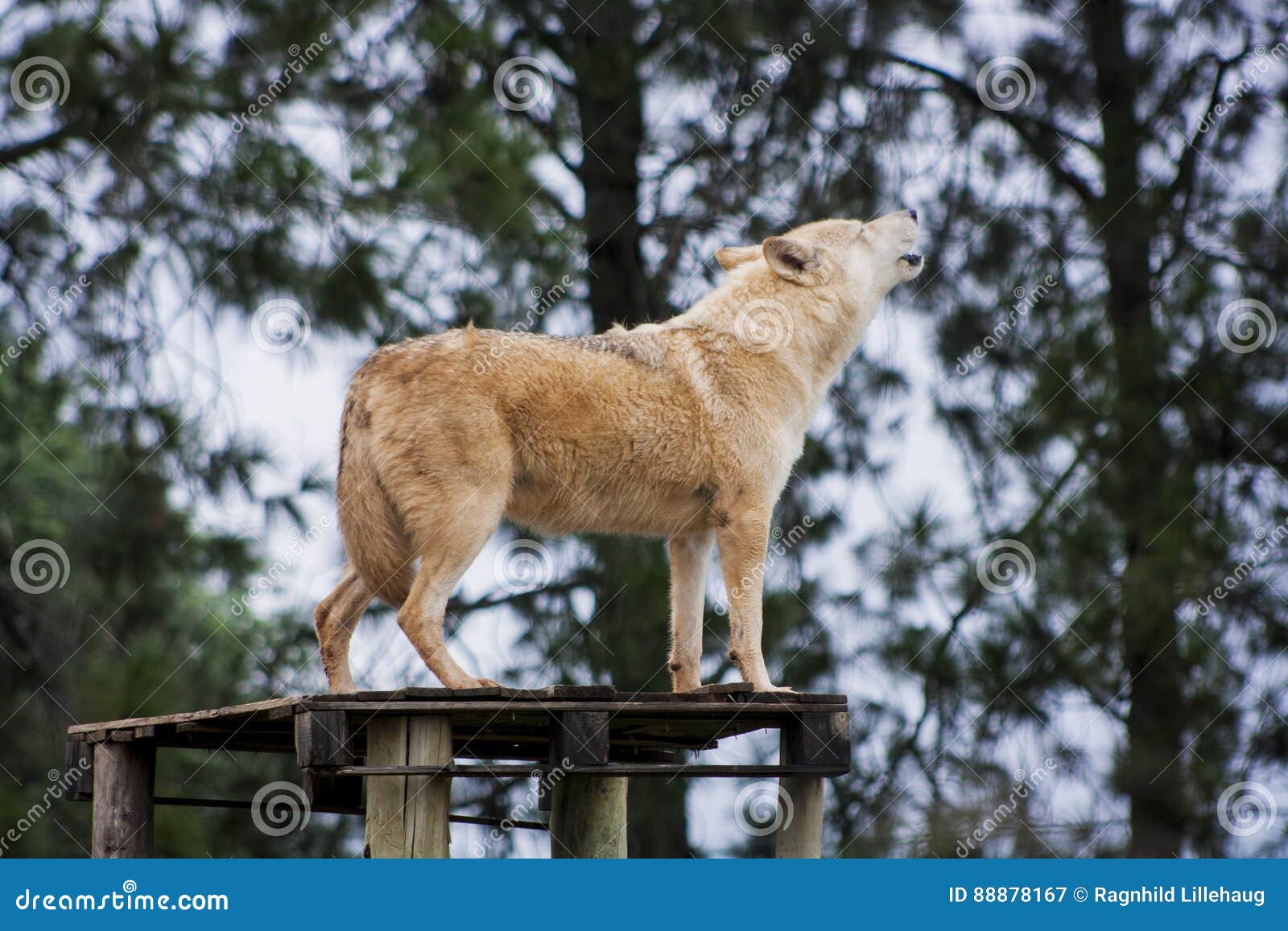 Wolf stock image. Image of landscape, natgeowild, howl - 88878167