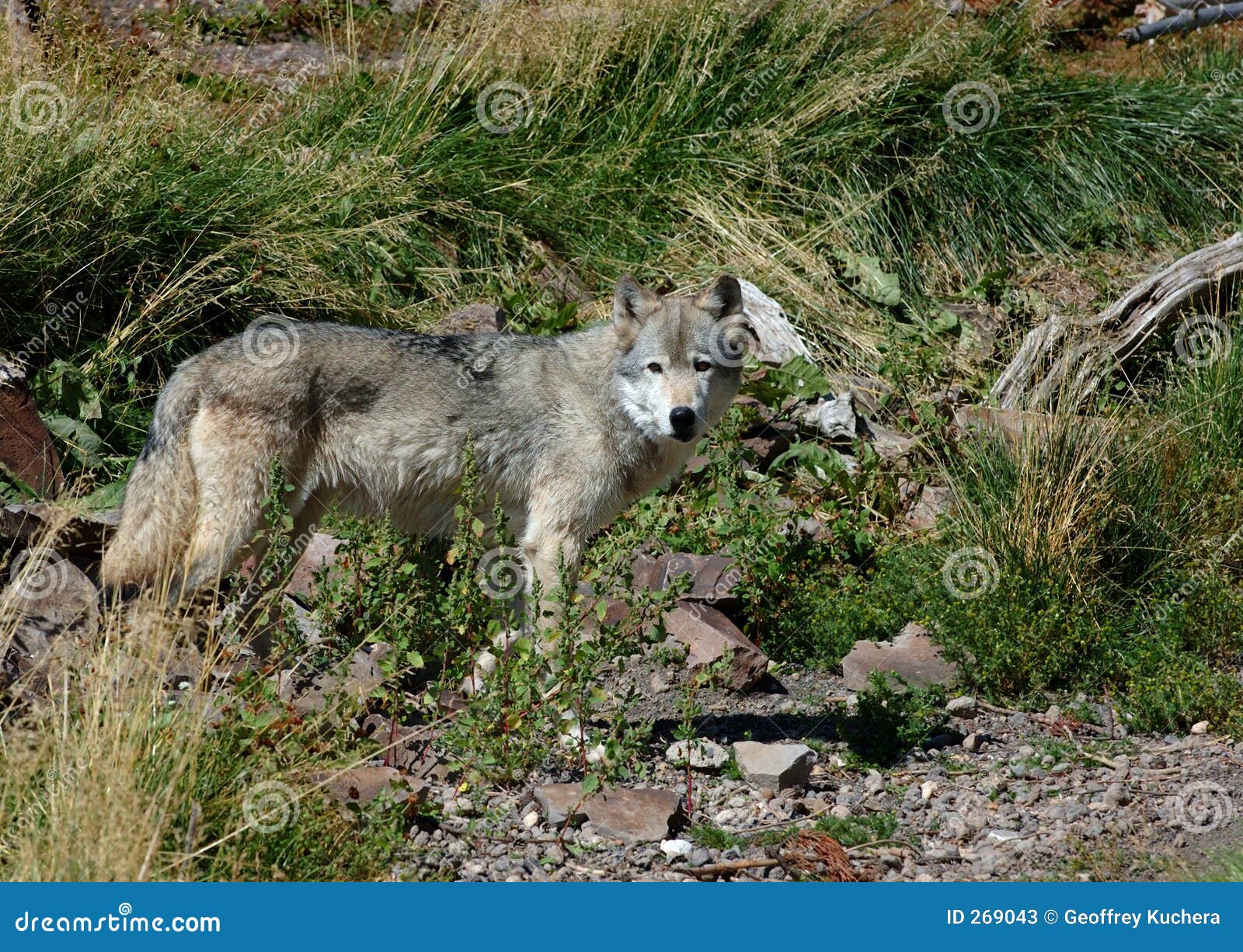 Wolf Standing On Left Stock Photos - Image: 269043