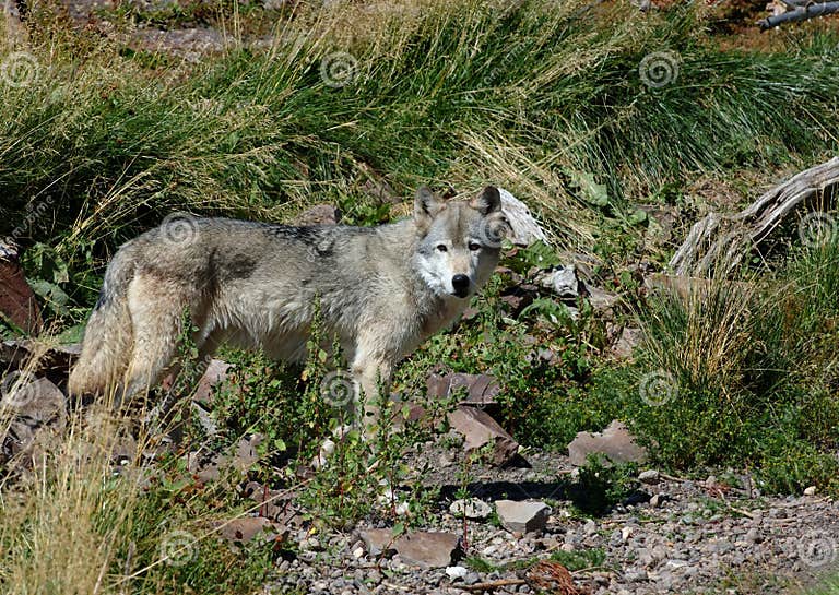 Wolf Standing on Left stock image. Image of wild, look - 269043