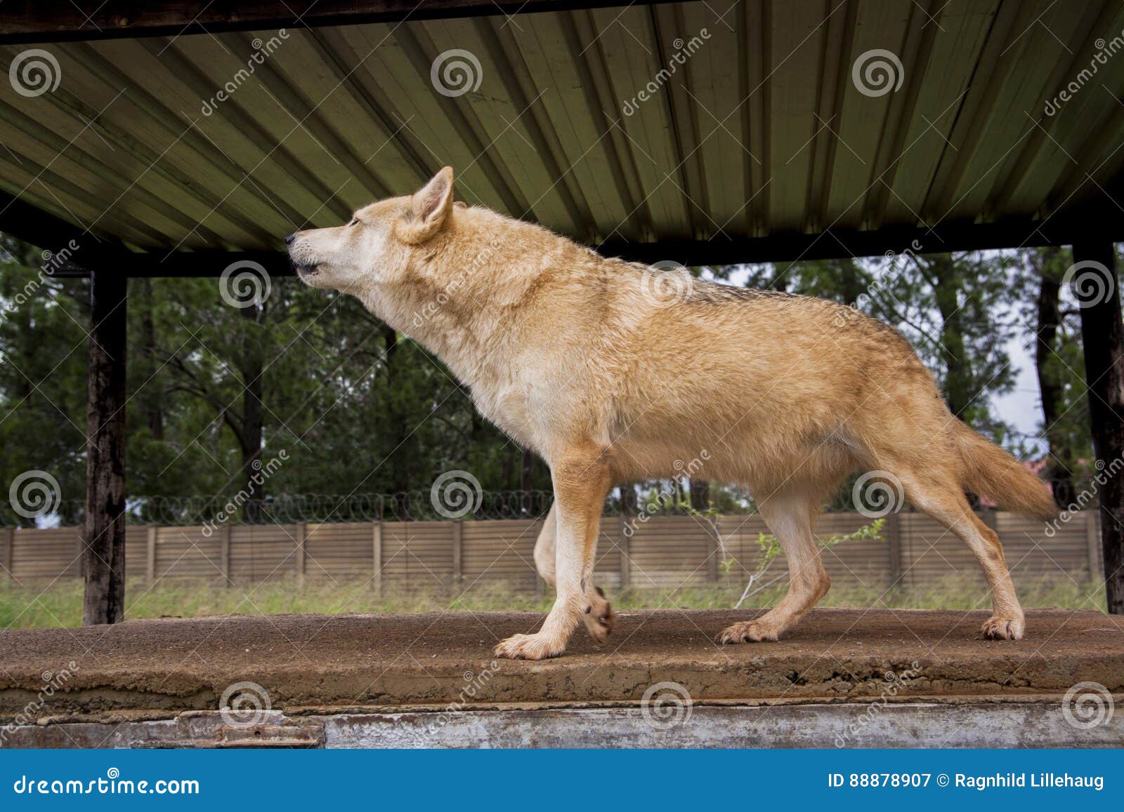 Wolf stock image. Image of animallovers, plants, cold - 88878907