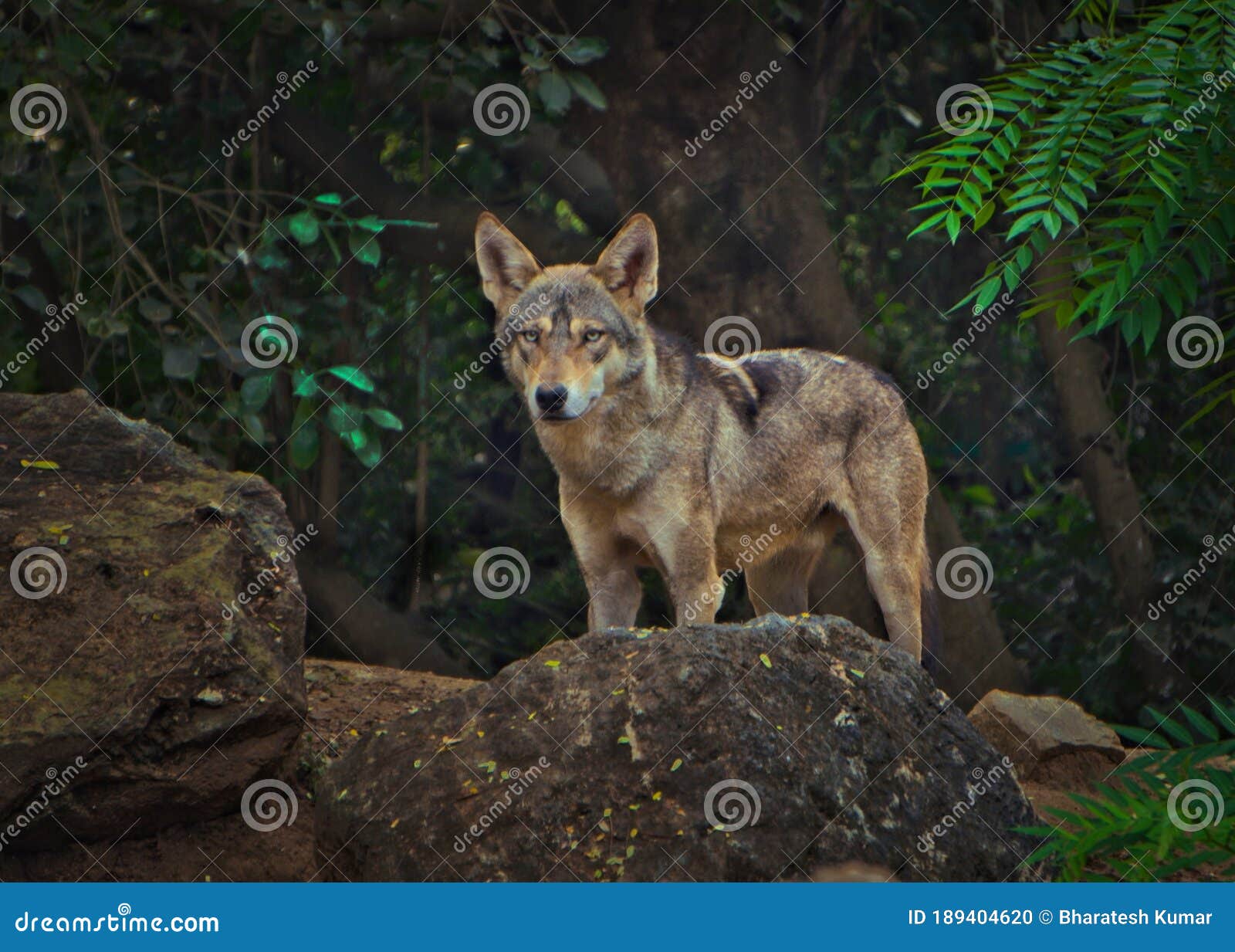 Wolf Standing on a Rock Looking at You Stock Photo - Image of mammal ...