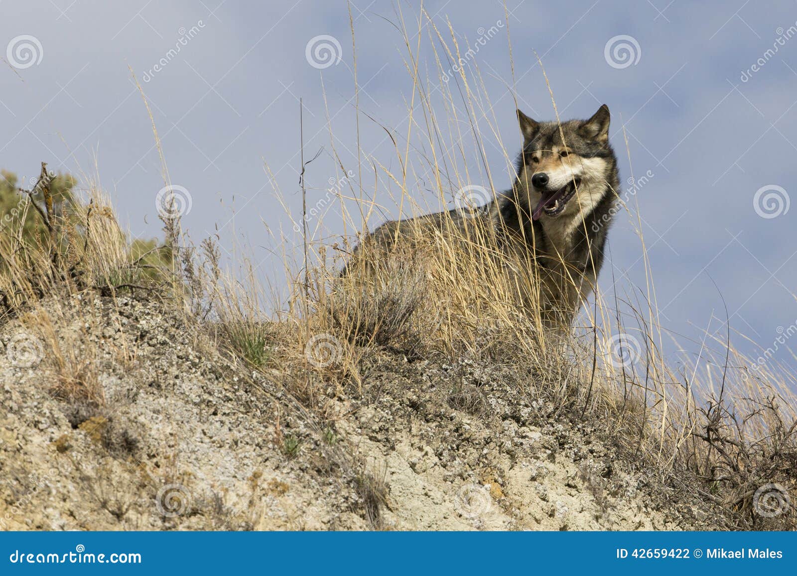 Wolf Standing in Sage Grass Stock Photo - Image of lupus, jaws: 42659422