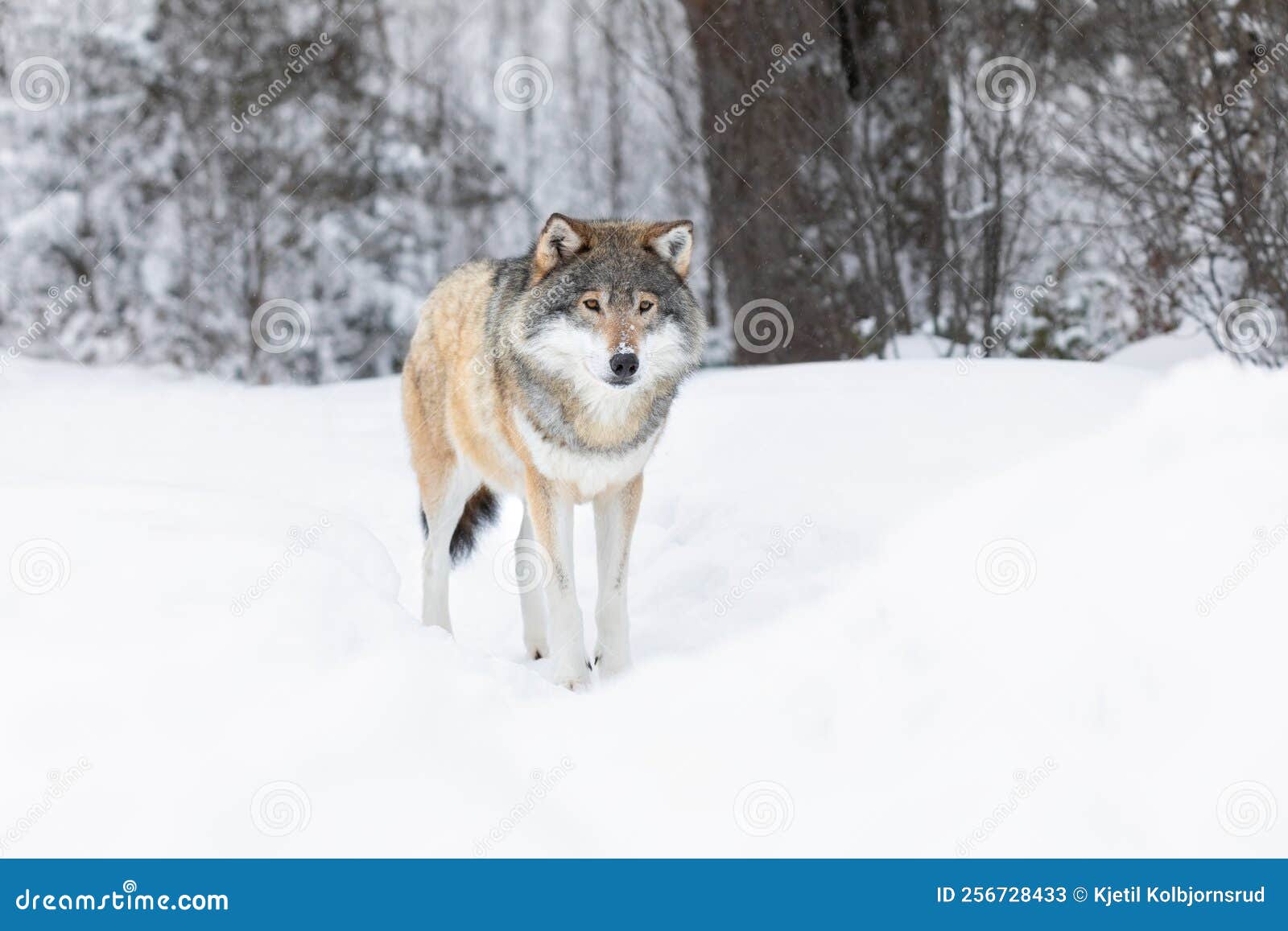 Wolf Standing in the Snow in Beautiful Winter Landscape Stock Image ...