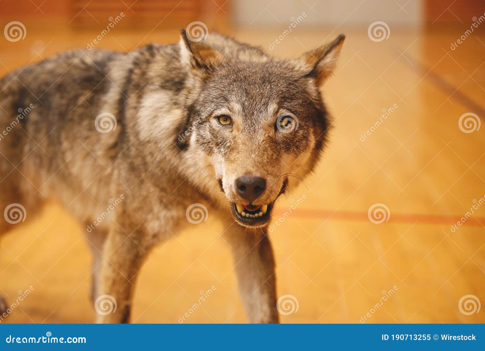 Wolf Standing There Waiting Stock Image - Image of teef, black: 190713255