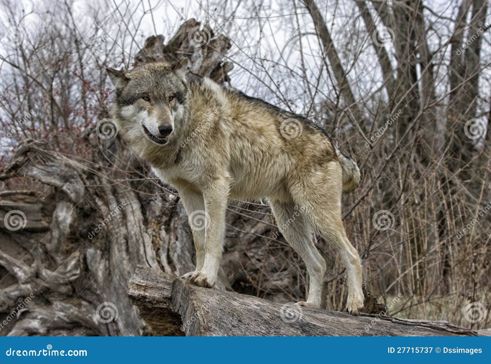 Wolf Standing on a Tree Stump Stock Image - Image of strength, beast ...