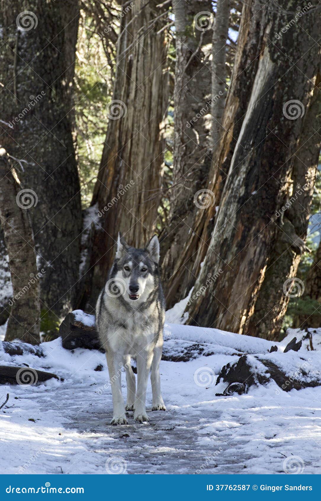 Wolf Standing among Trees in Winter Forest Stock Image - Image of ...