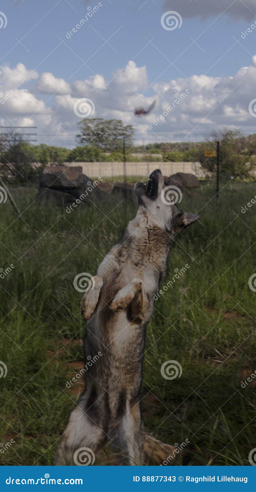 Wolf stock image. Image of white, love, beauty, claws - 88877343