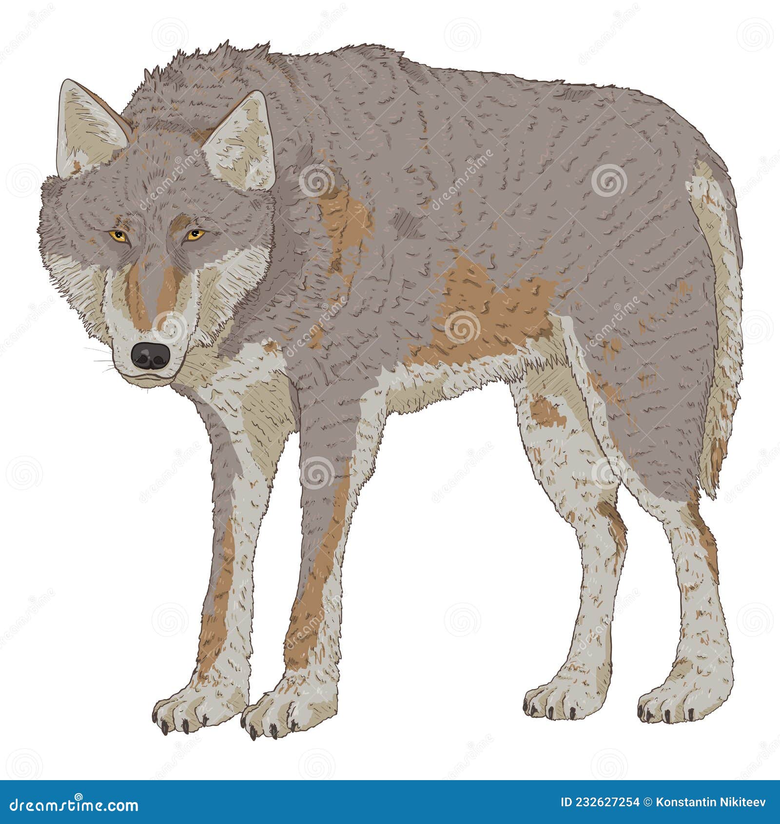 Wolf Standing Vector Cartoon Illustration Stock Vector - Illustration ...