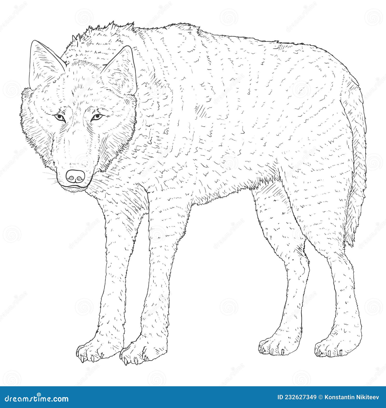 Wolf Standing Drawing