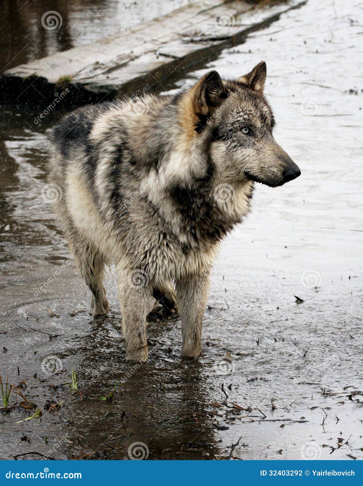 Wolf standing in the water stock photo. Image of mammal - 32403292