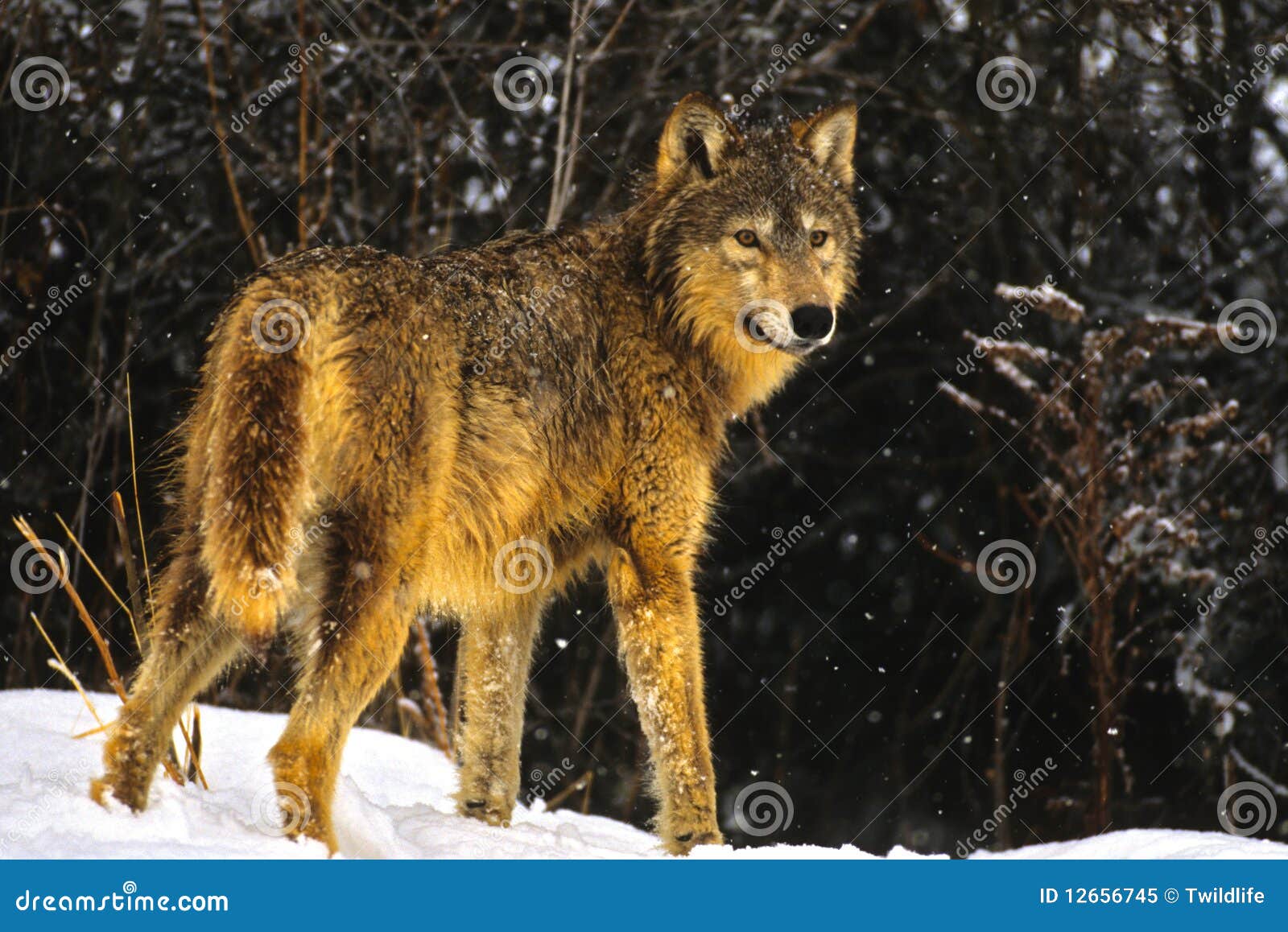 Wolf Standing in Wet Snow stock image. Image of wild - 12656745