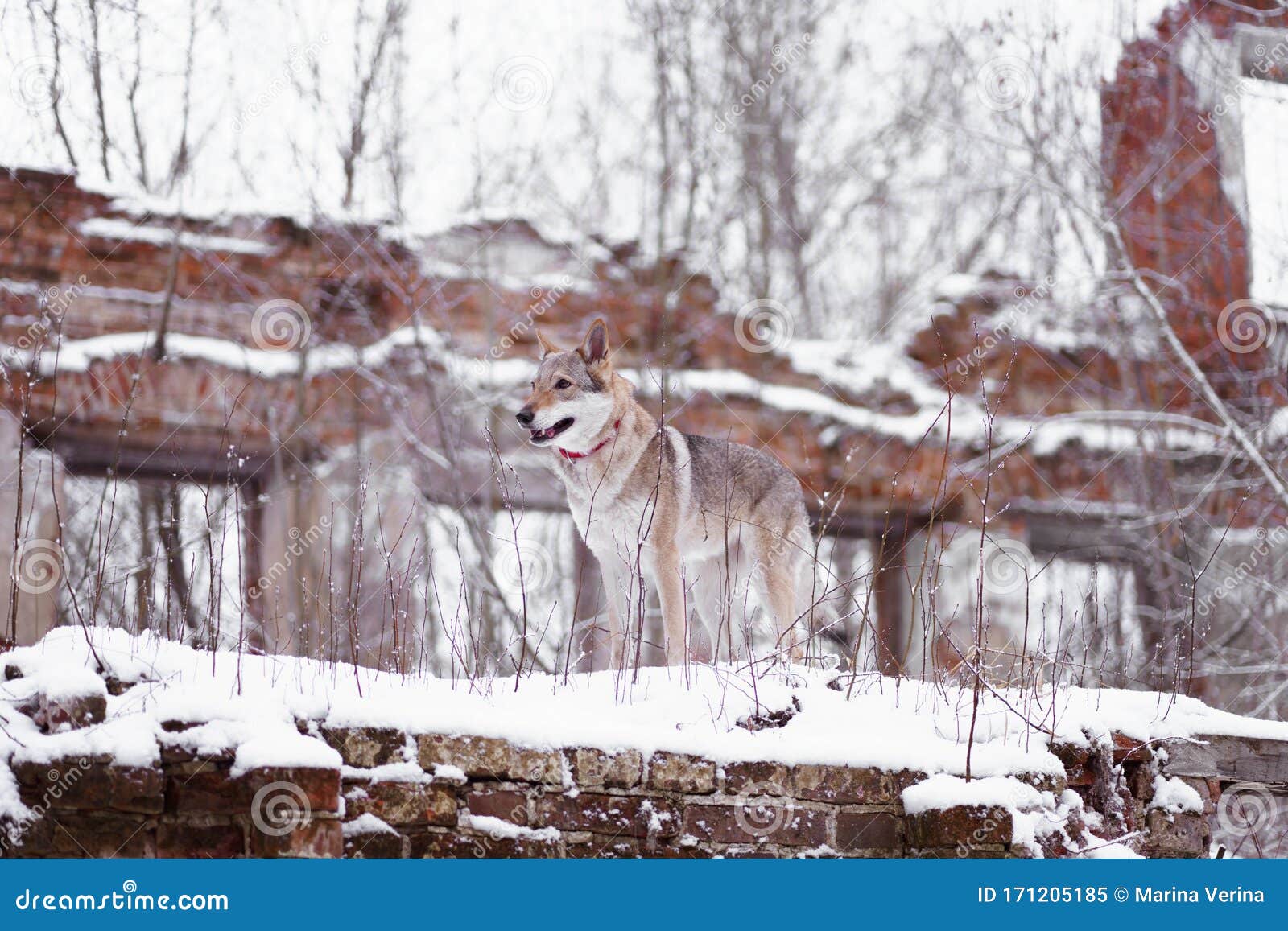 A Wolf Stands on a Brick Wall Stock Image - Image of light, female ...