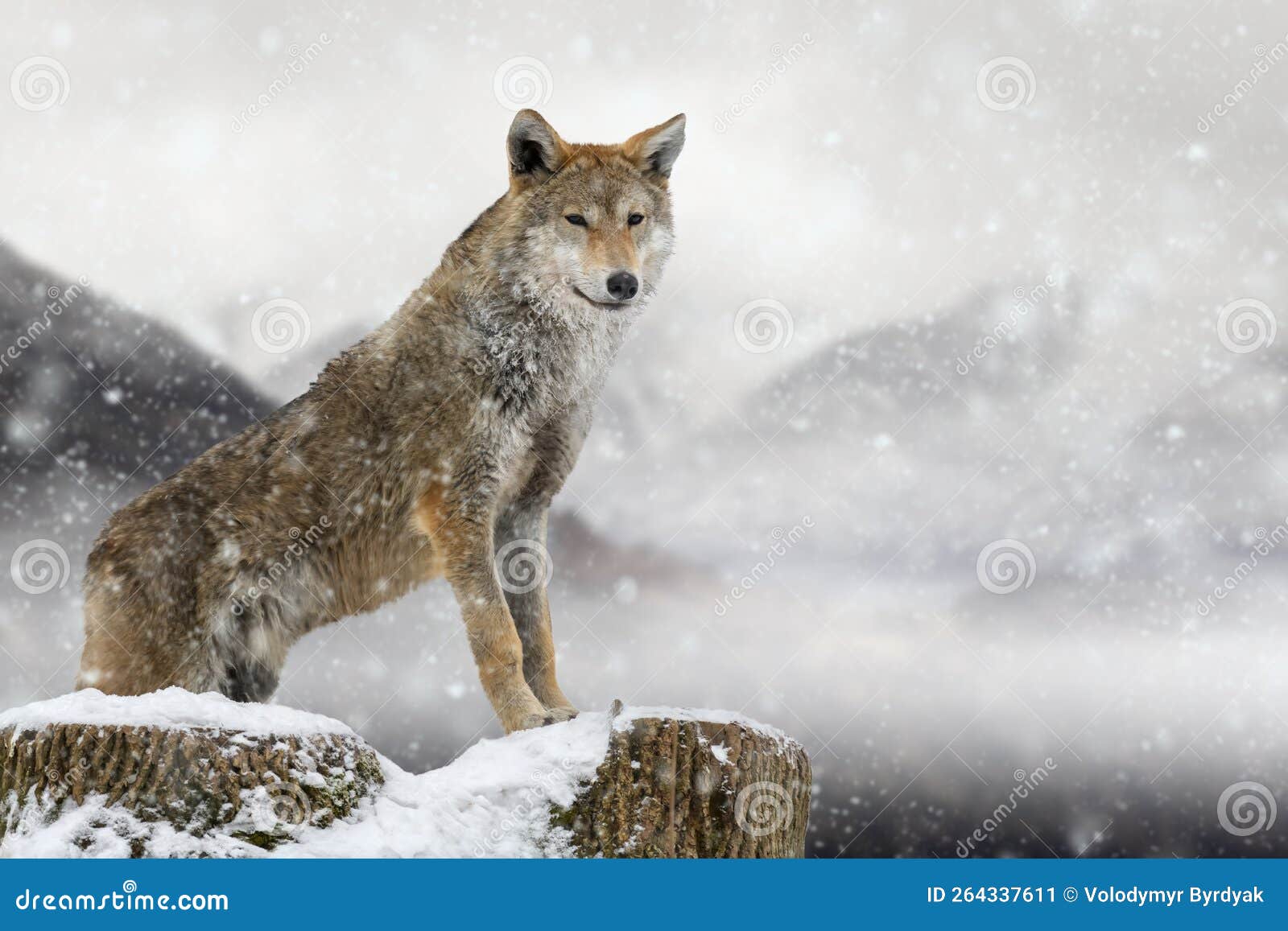 Wolf Stands on a Felled Tree Against the Background of Mountains in ...