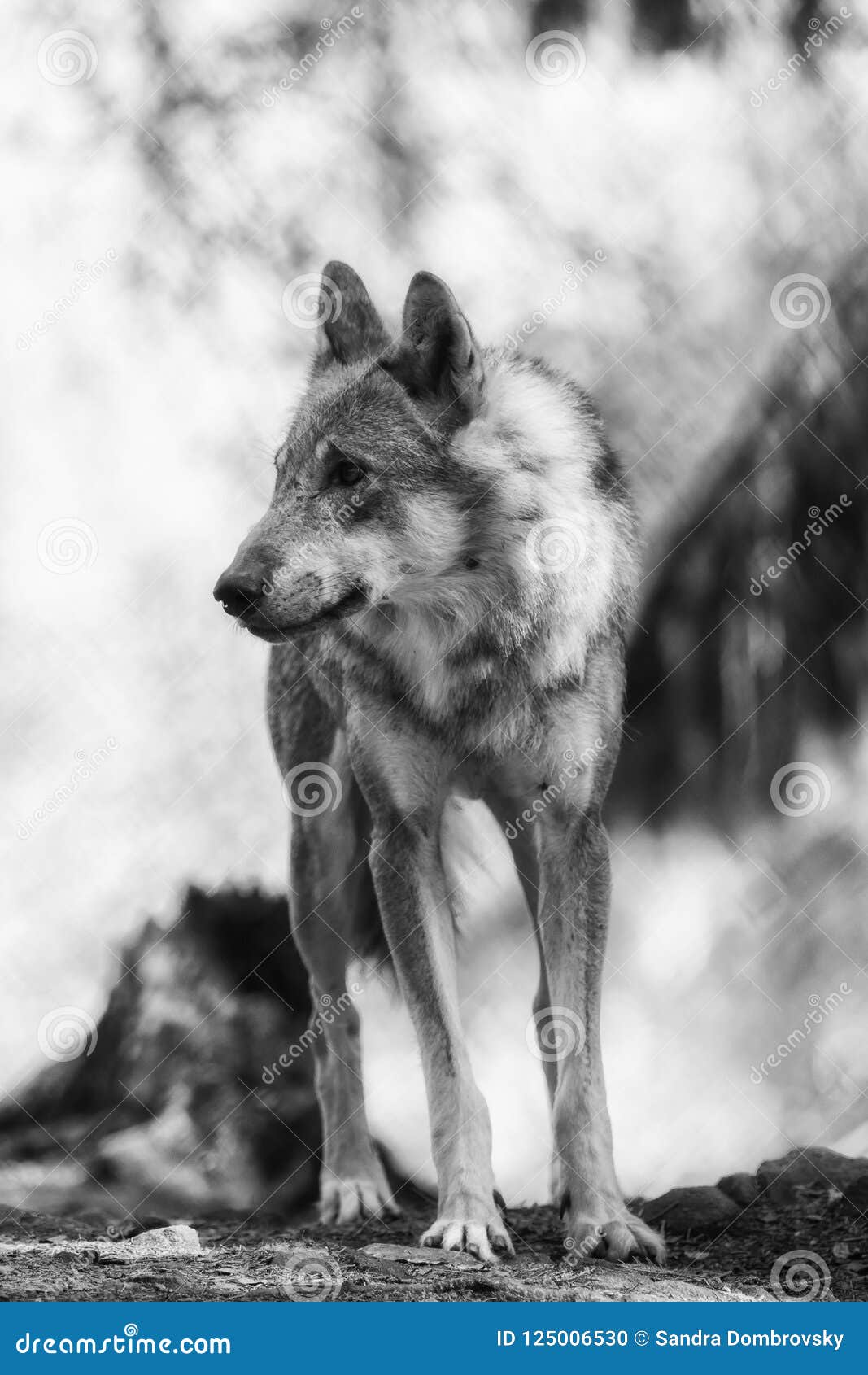 A Wolf Stands and Observes, Black and White Stock Photo - Image of ...