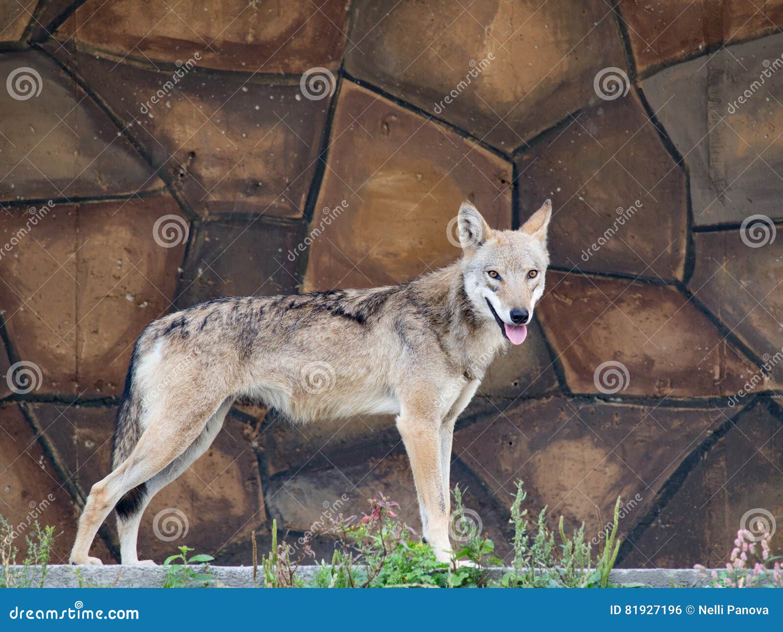 Wolf Stands on the Stone Wall Background Stock Photo - Image of ...