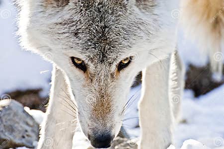 Wolf Stare stock photo. Image of predator, wolf, hunt - 22658122