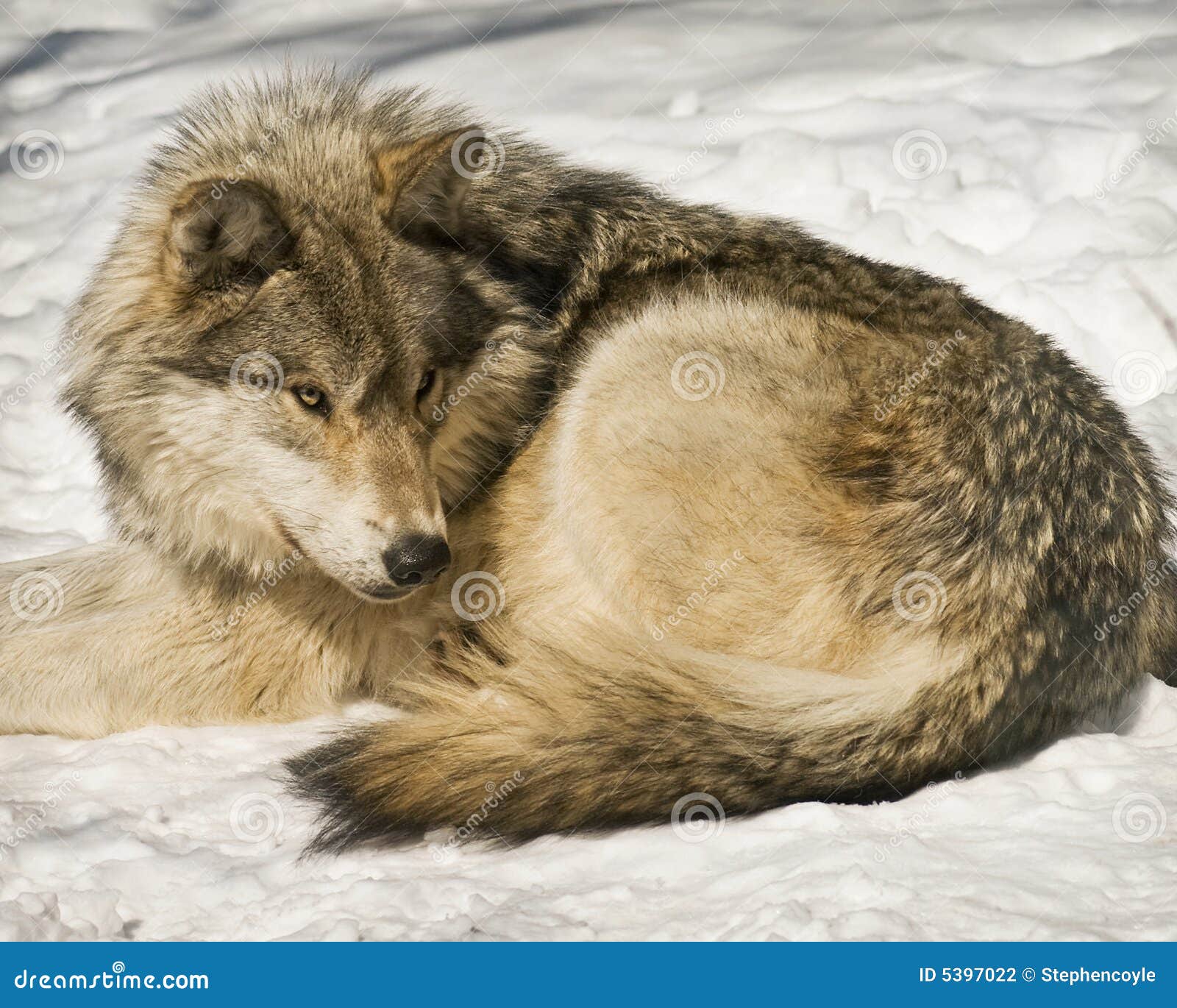 Wolf Stare stock photo. Image of nose, tail, watching - 5397022