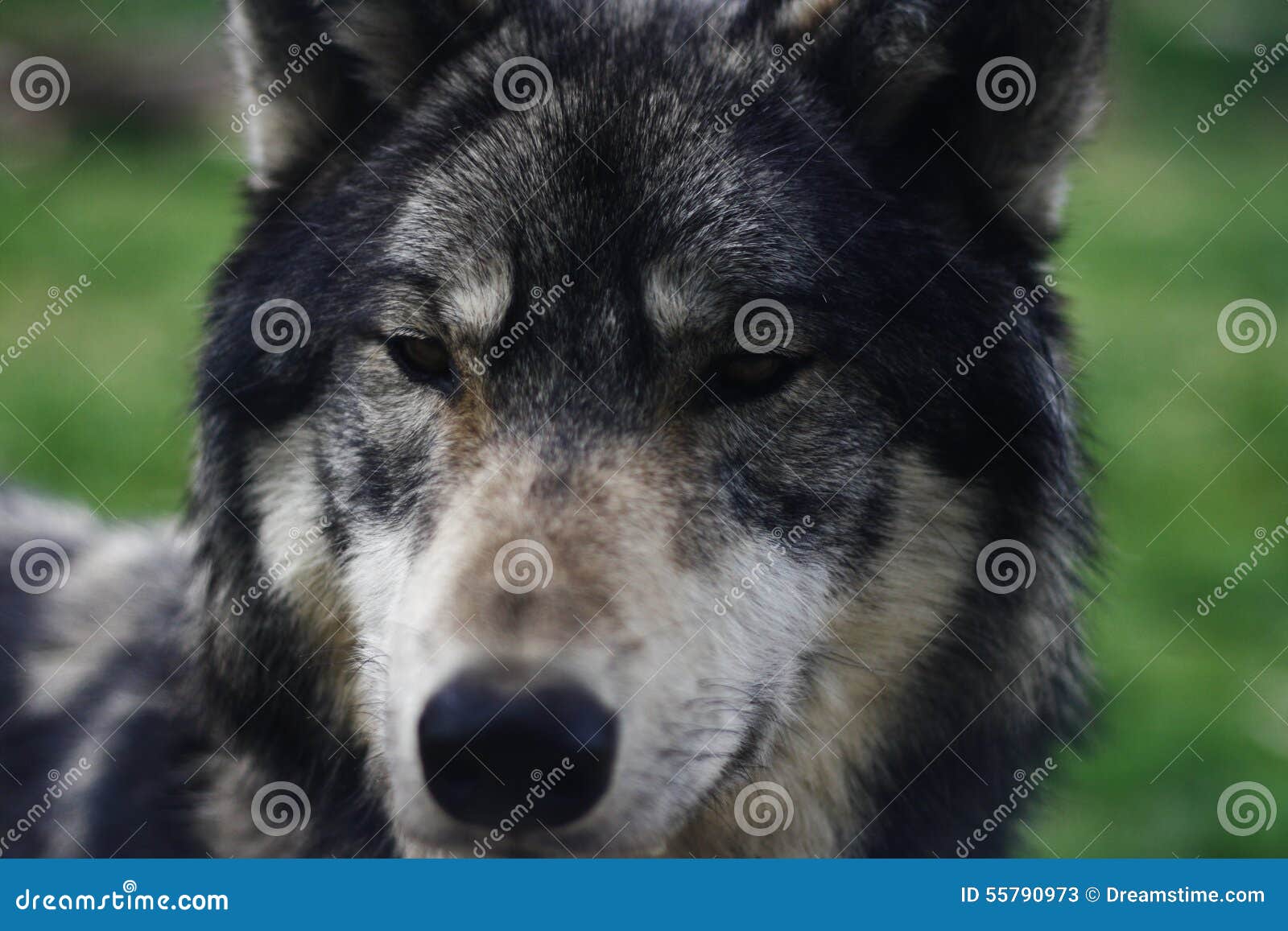 The Wolf Stare stock image. Image of wild, wolf, canis - 55790973