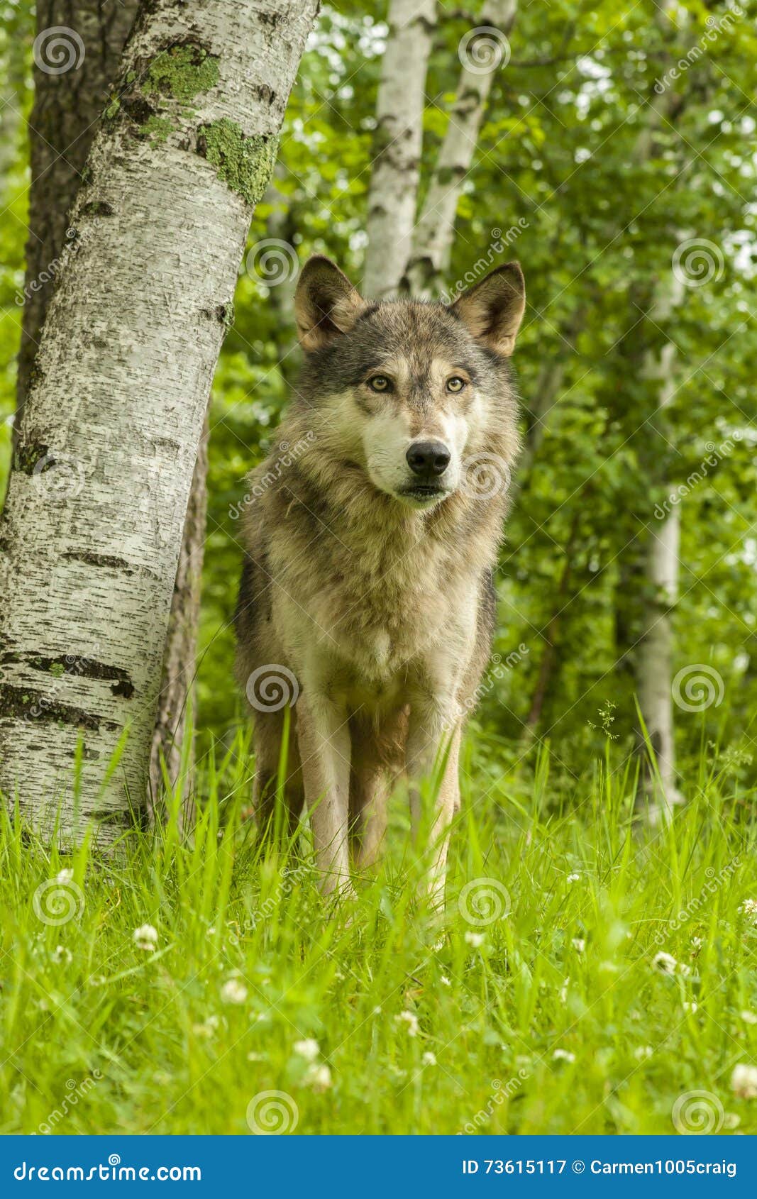 Wolf Stare stock image. Image of timber, stares, grey - 73615117