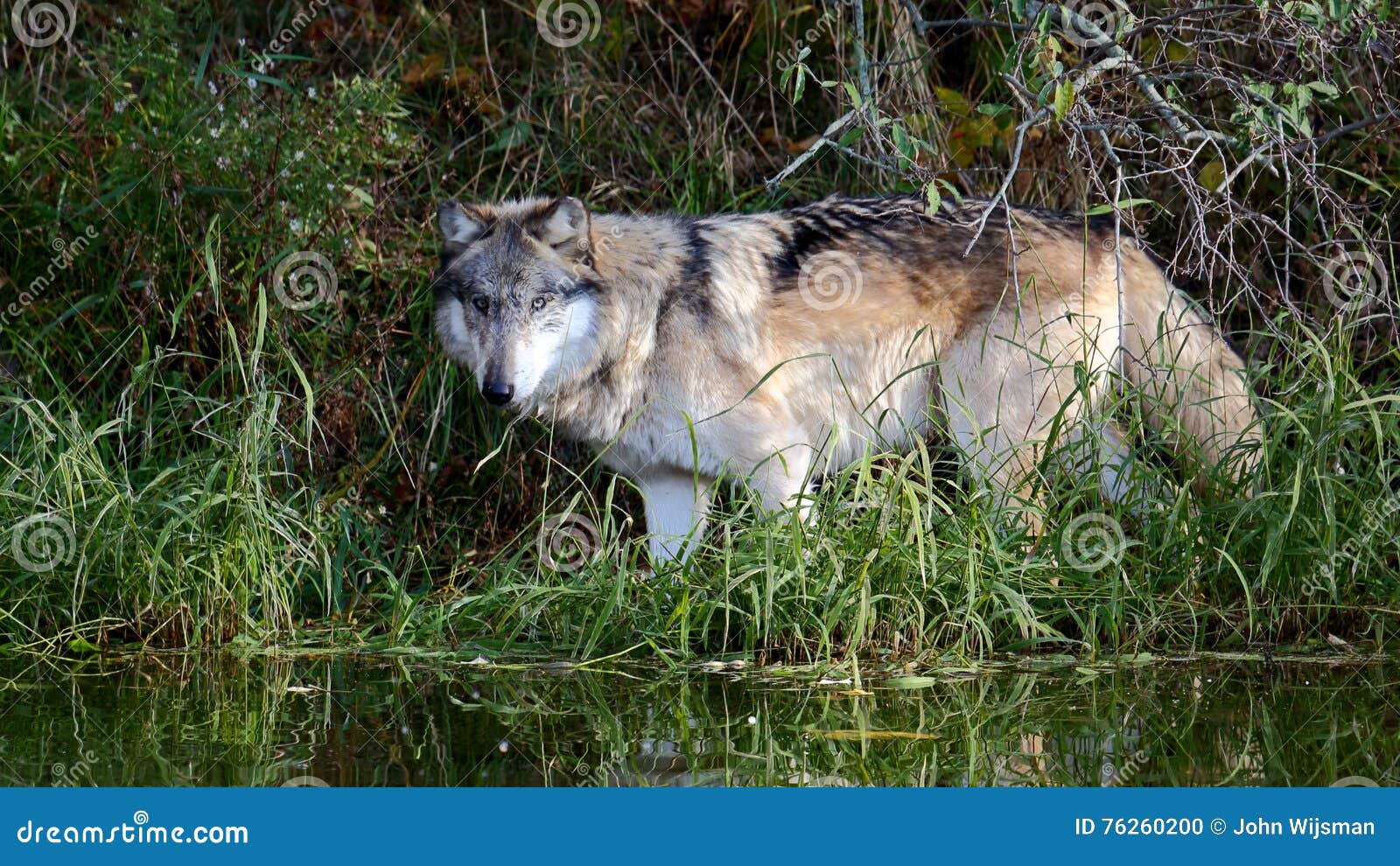 Awolf Stock Photos - Free & Royalty-Free Stock Photos from Dreamstime