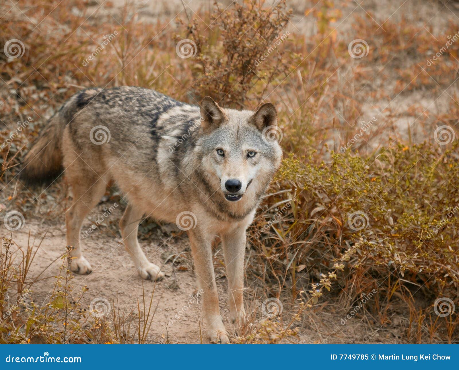 Wolf Staring Back Picture. Image: 7749785