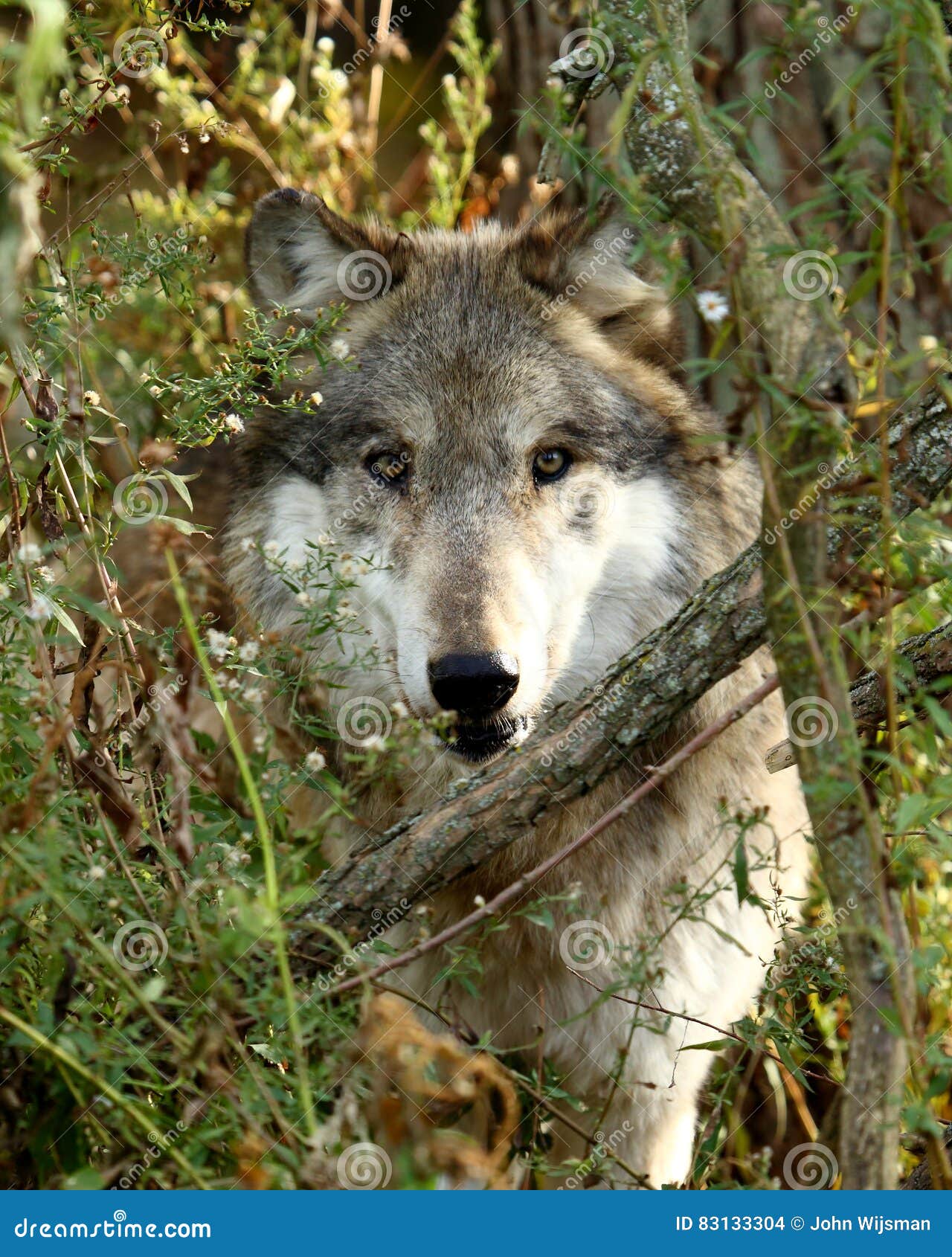 Wolf Staring Out from between Bushes Stock Photo - Image of wild, wolf ...