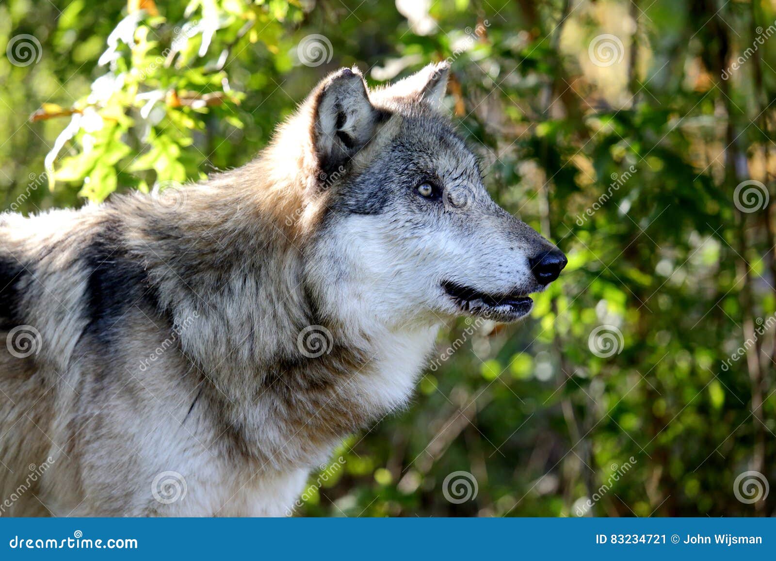 Wolf Staring To the Side Intently Stock Image - Image of nature ...