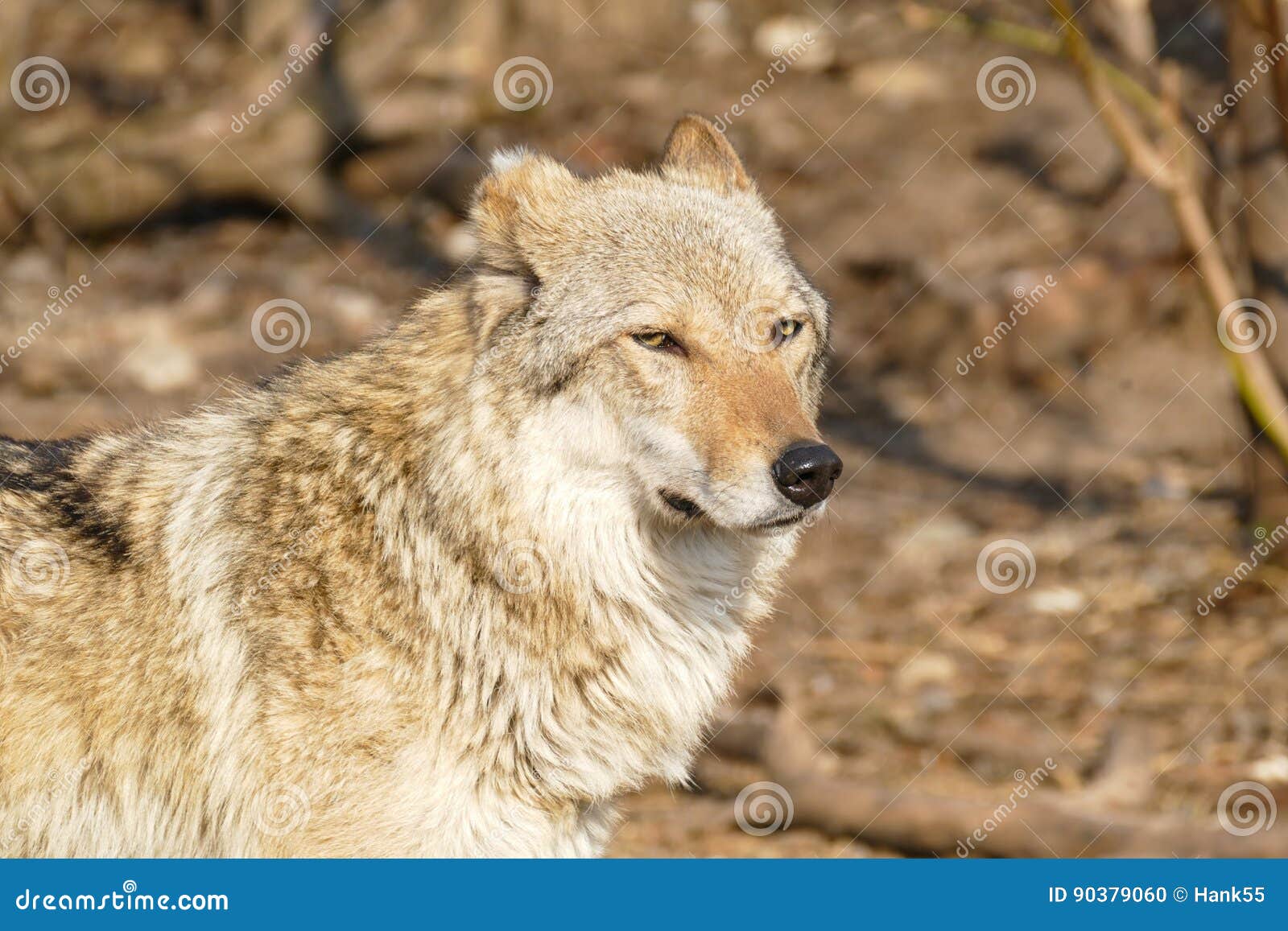 Wolf steppe stock photo. Image of peaceful, endangered - 90379060