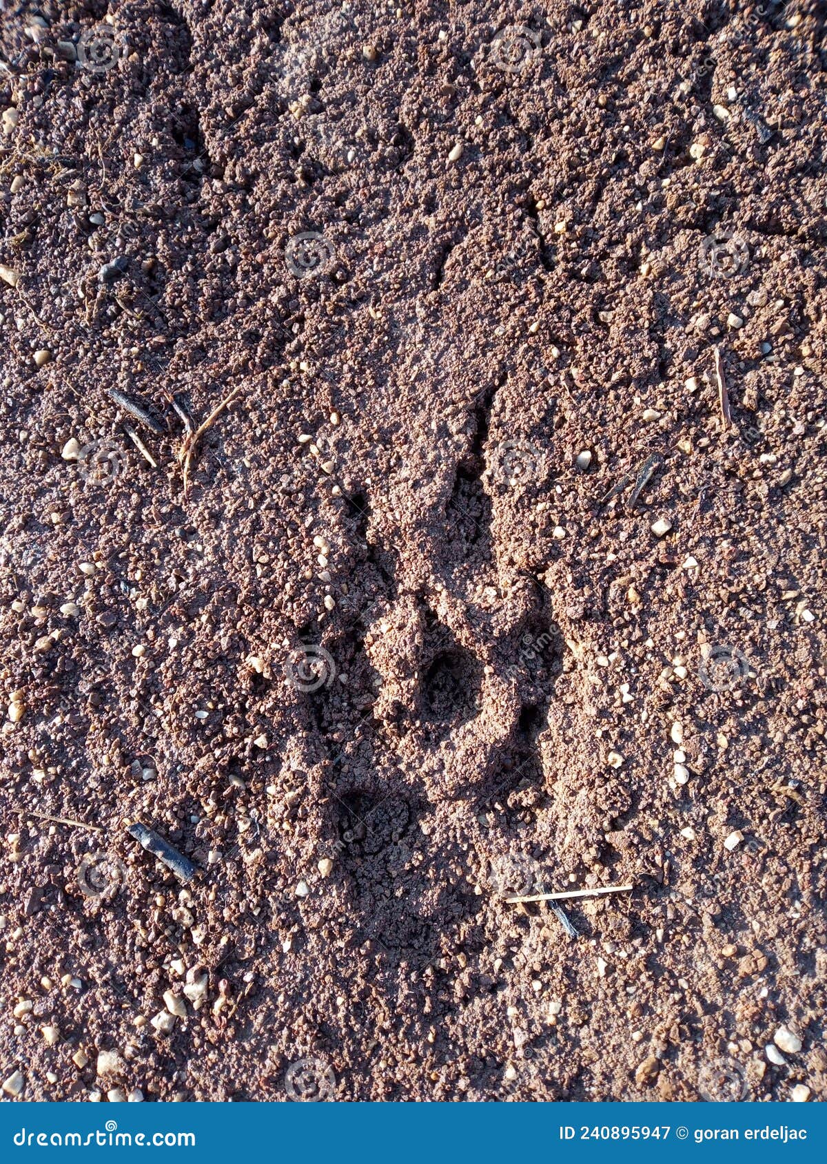 Wolf steps on the mud stock image. Image of rock, leaf - 240895947