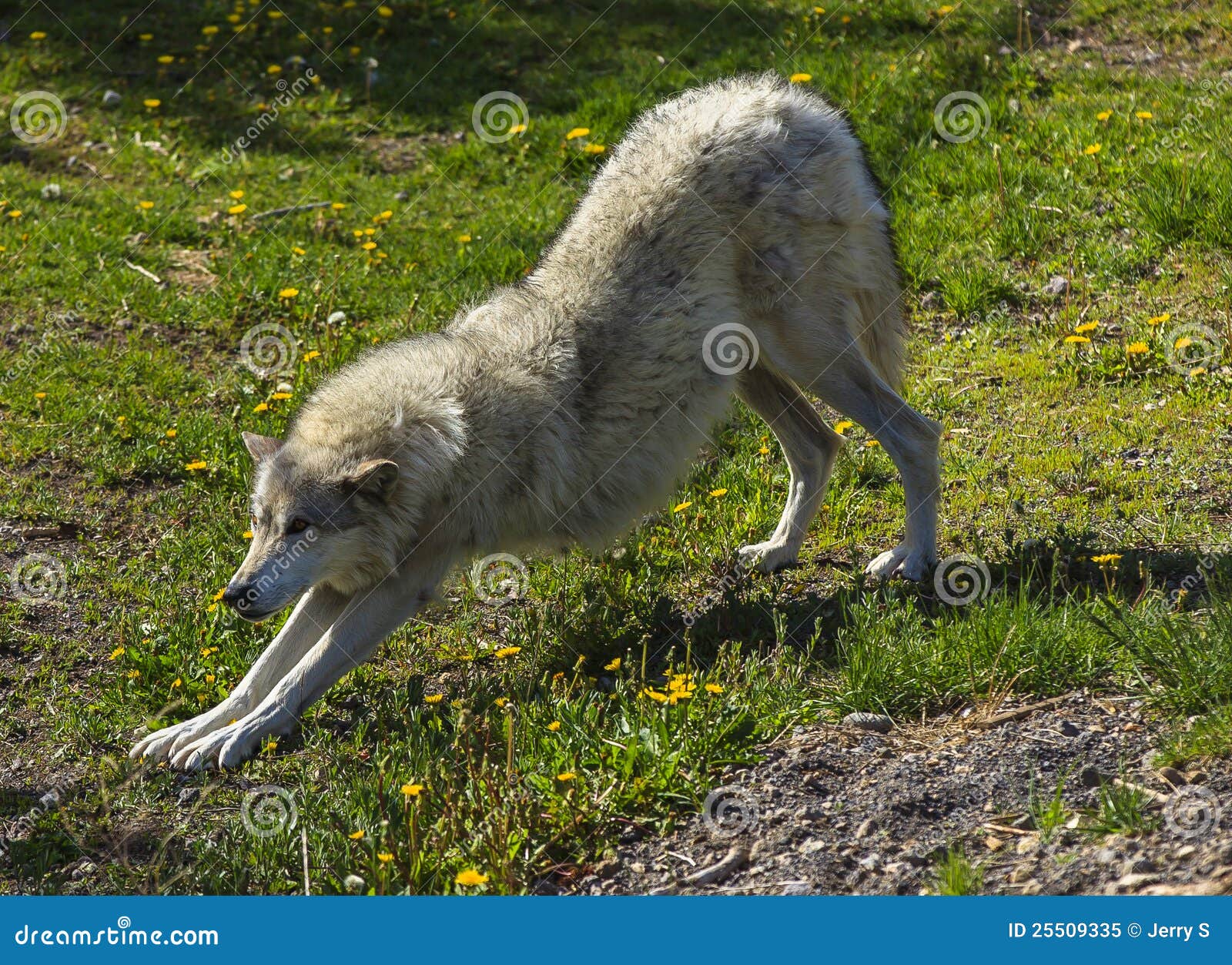Wolf Stretching stock image. Image of center, lupus, carnivore - 25509335