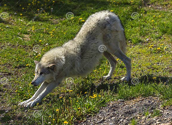 Wolf Stretching stock image. Image of center, lupus, carnivore - 25509335
