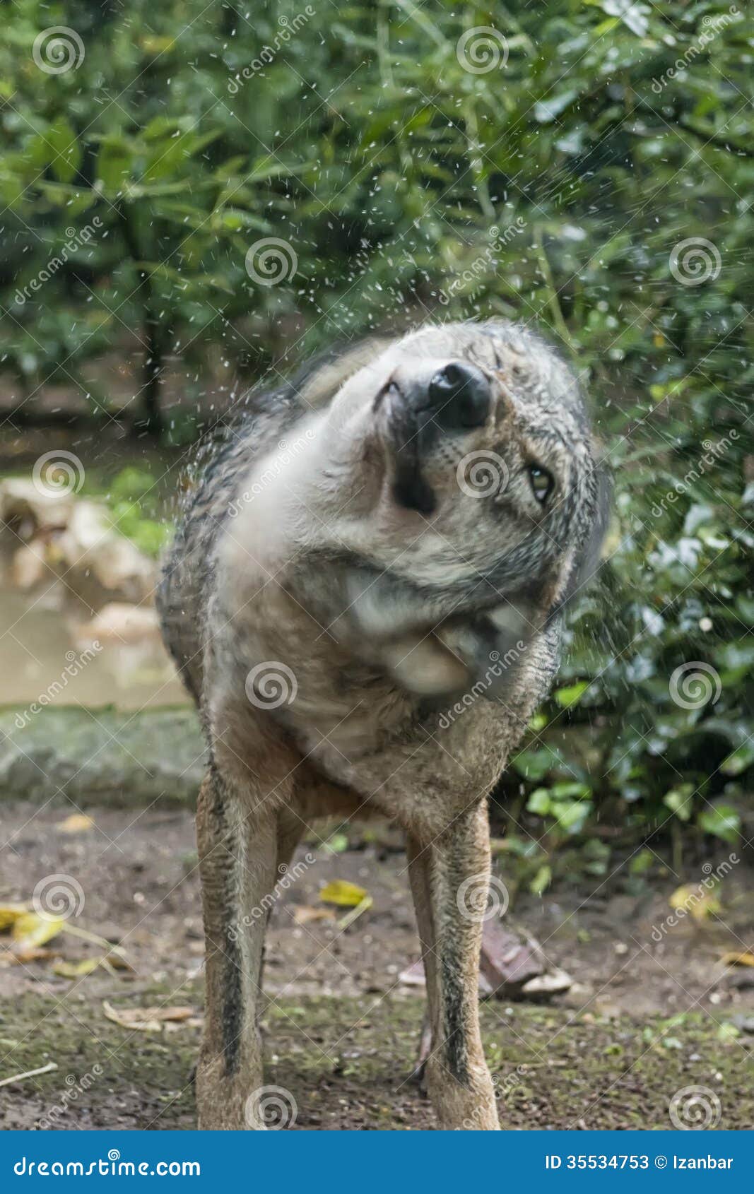 A wolf while stretching stock image. Image of mammal - 35534753