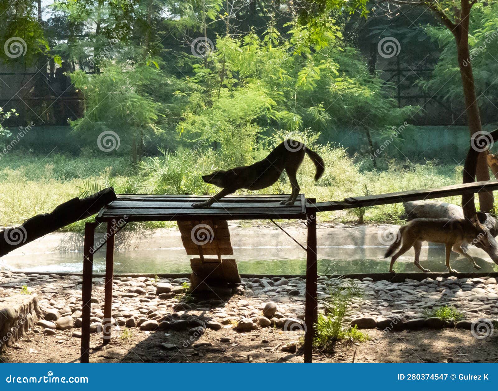 Wolf Stretching in a Zoo, India Stock Image - Image of forest, garden ...