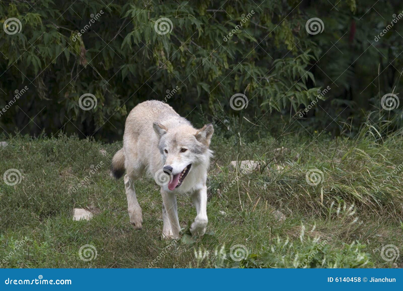 Wolf In Summer Picture. Image: 6140458