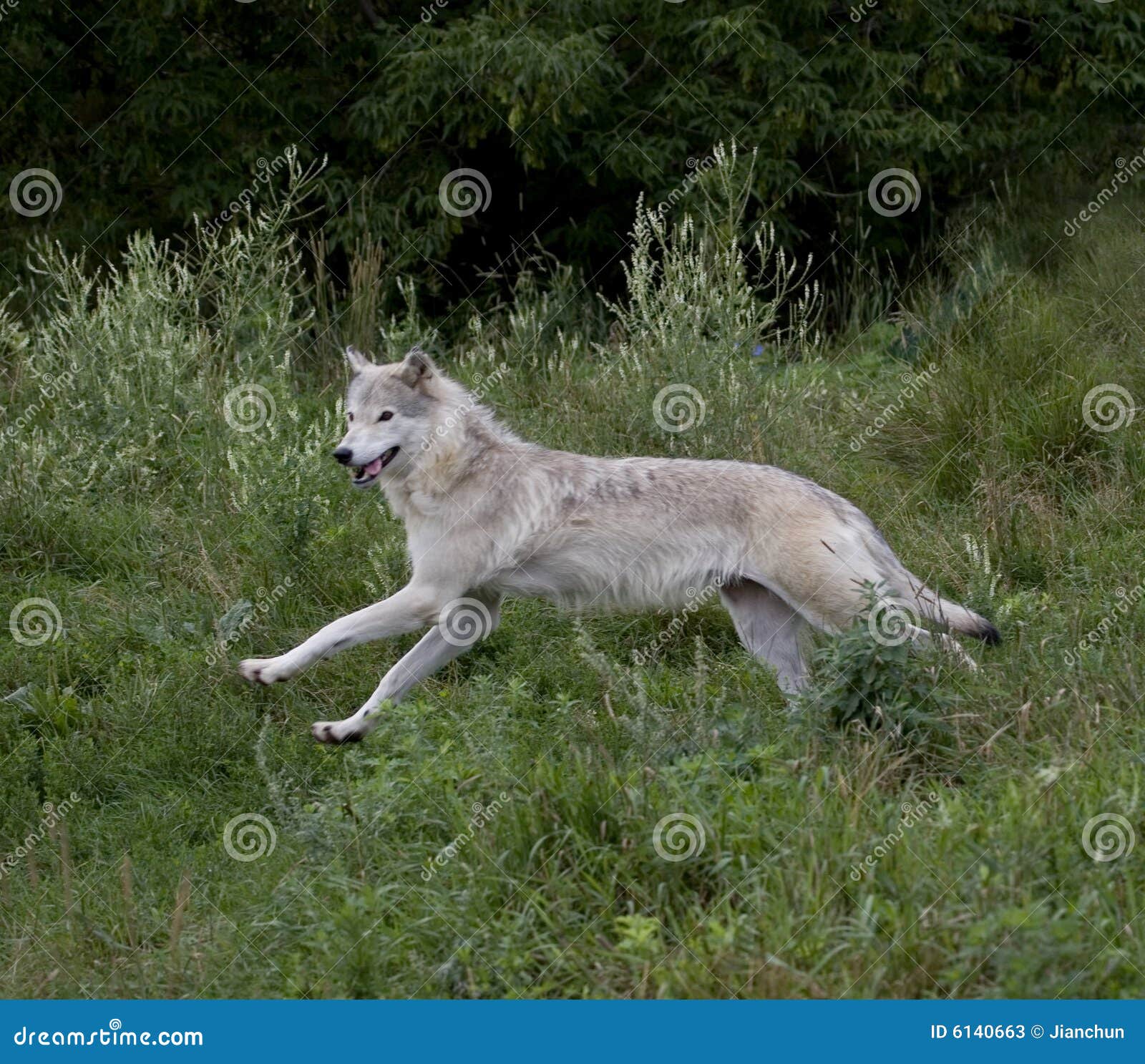 Wolf in summer stock image. Image of green, quebec, wolf - 6140663