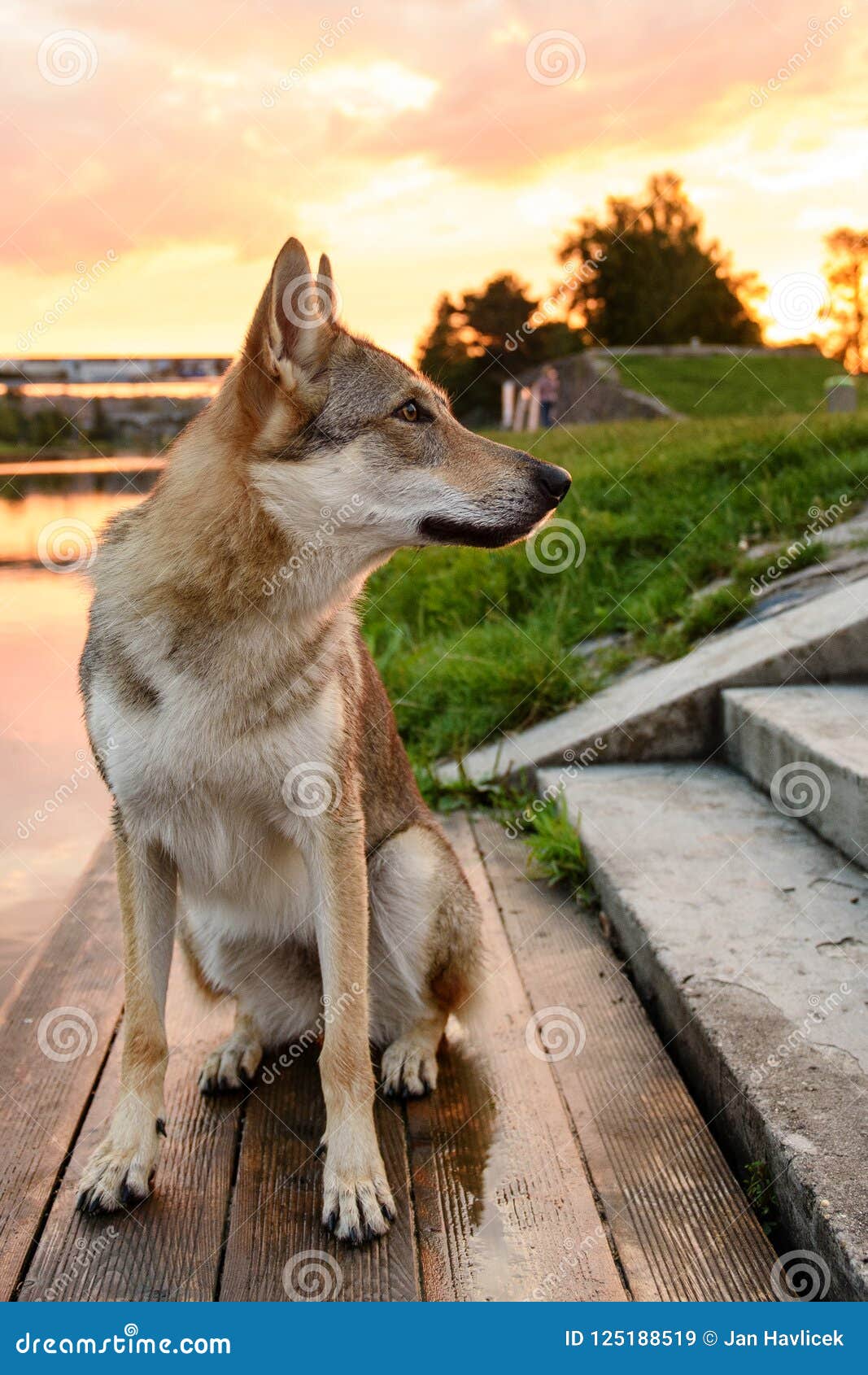 Wolf at sunset stock image. Image of canine, wild, canis - 125188519